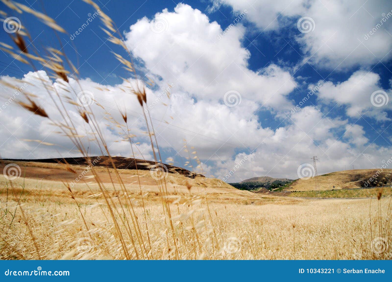 Oat field stock image. Image of country, oats, countryside - 10343221