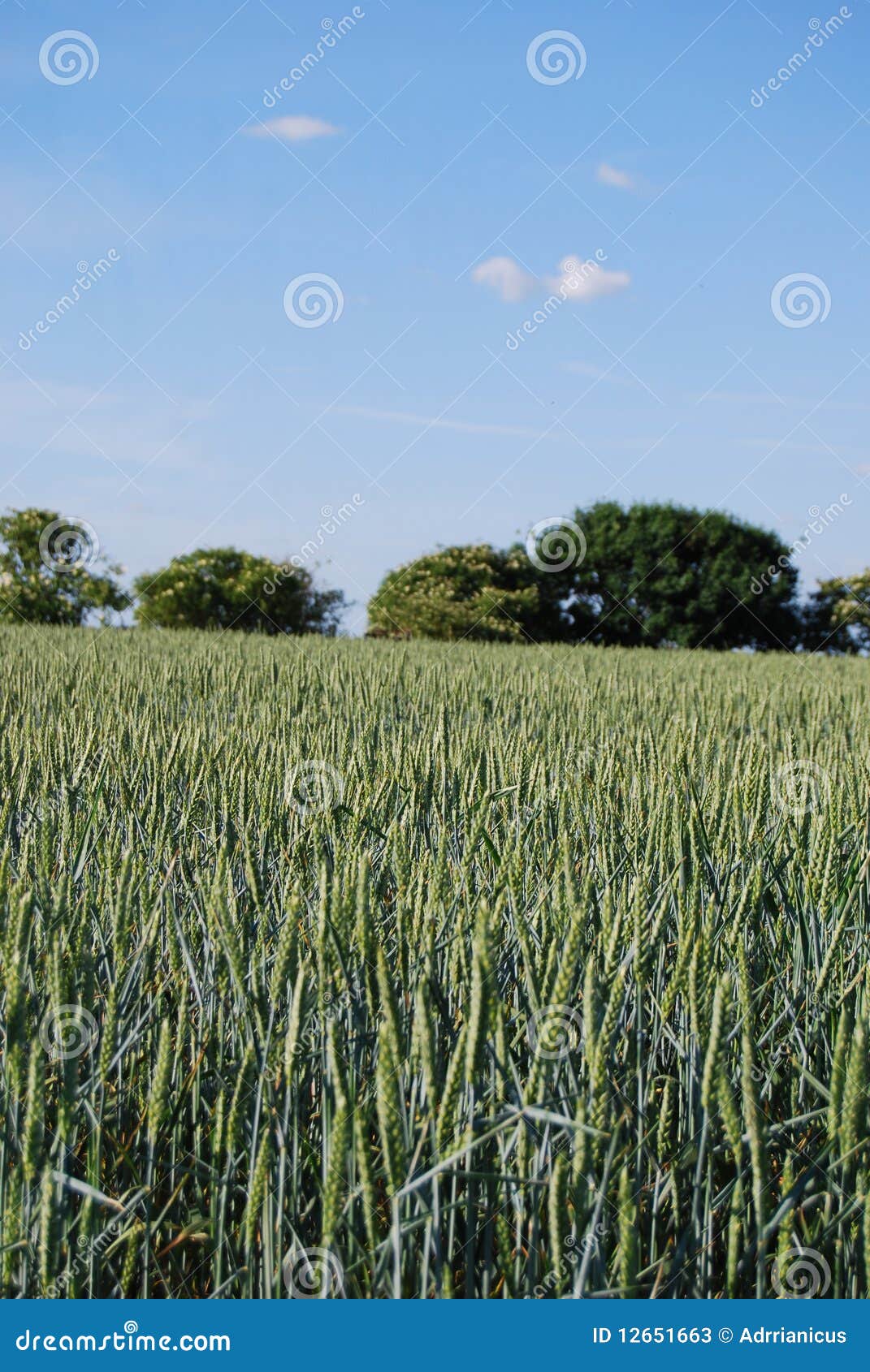 Oat field stock image. Image of cereals, agriculture - 12651663