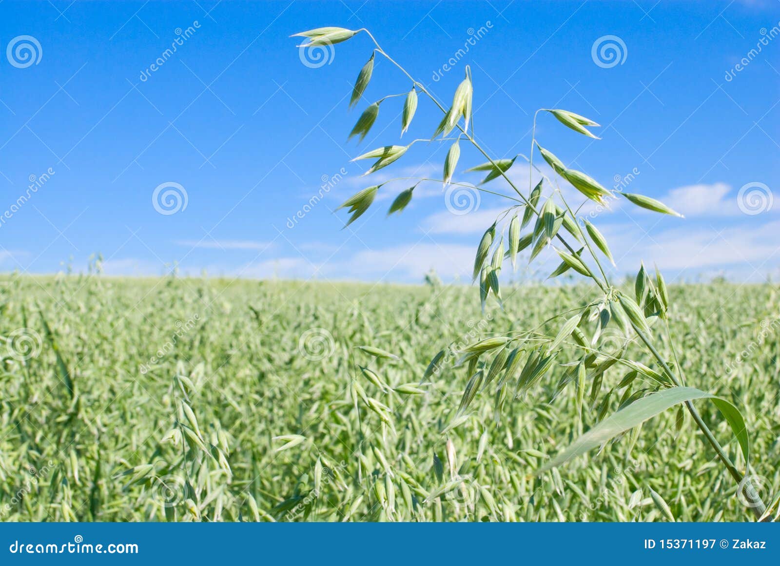 Oat field stock image. Image of food, health, bread, agriculture - 15371197