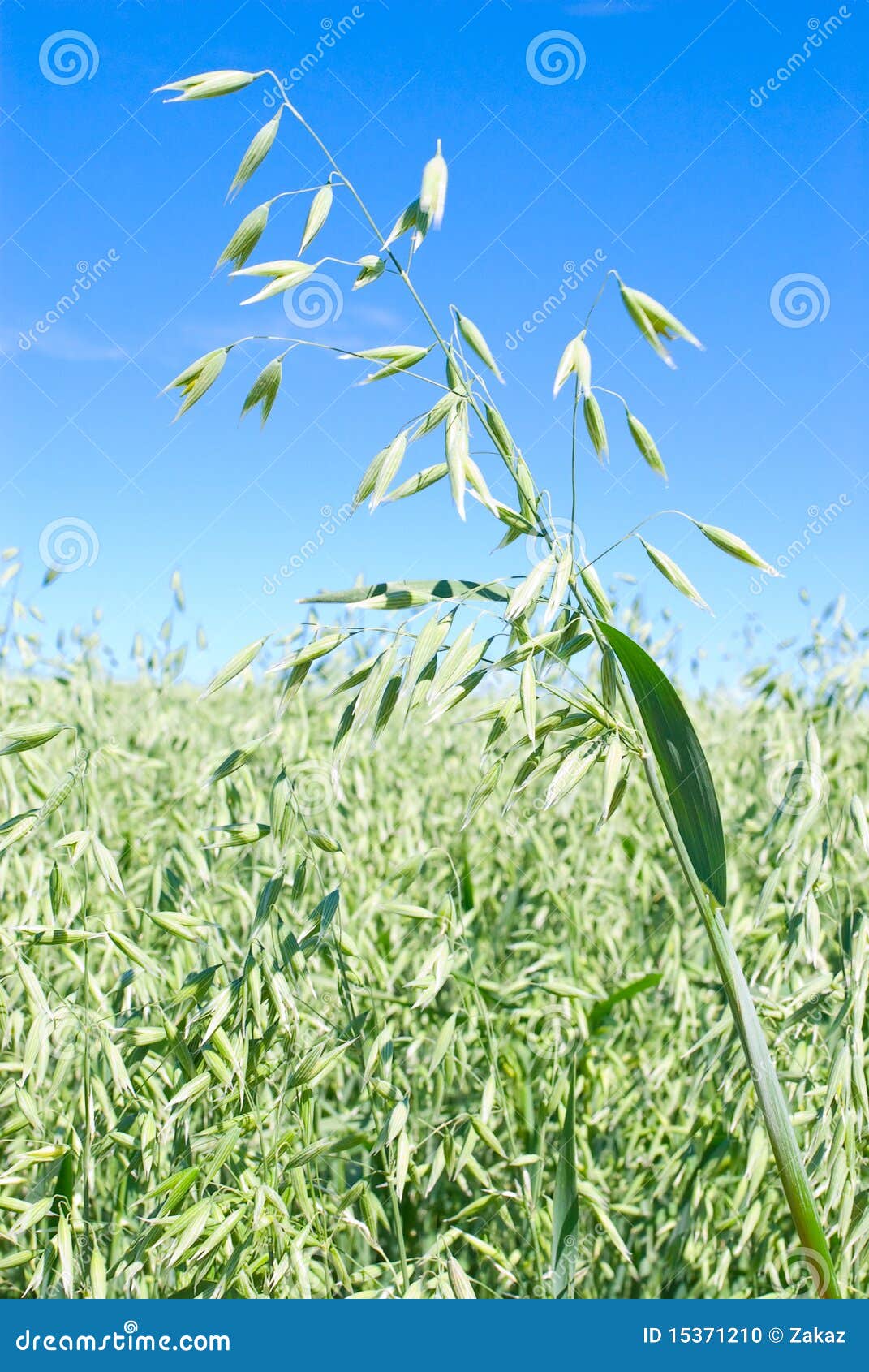 Oat field stock photo. Image of growth, health, plant - 15371210