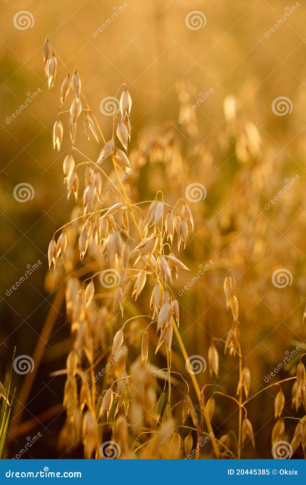 Oat in field stock image. Image of field, beauty, closeup - 20445385
