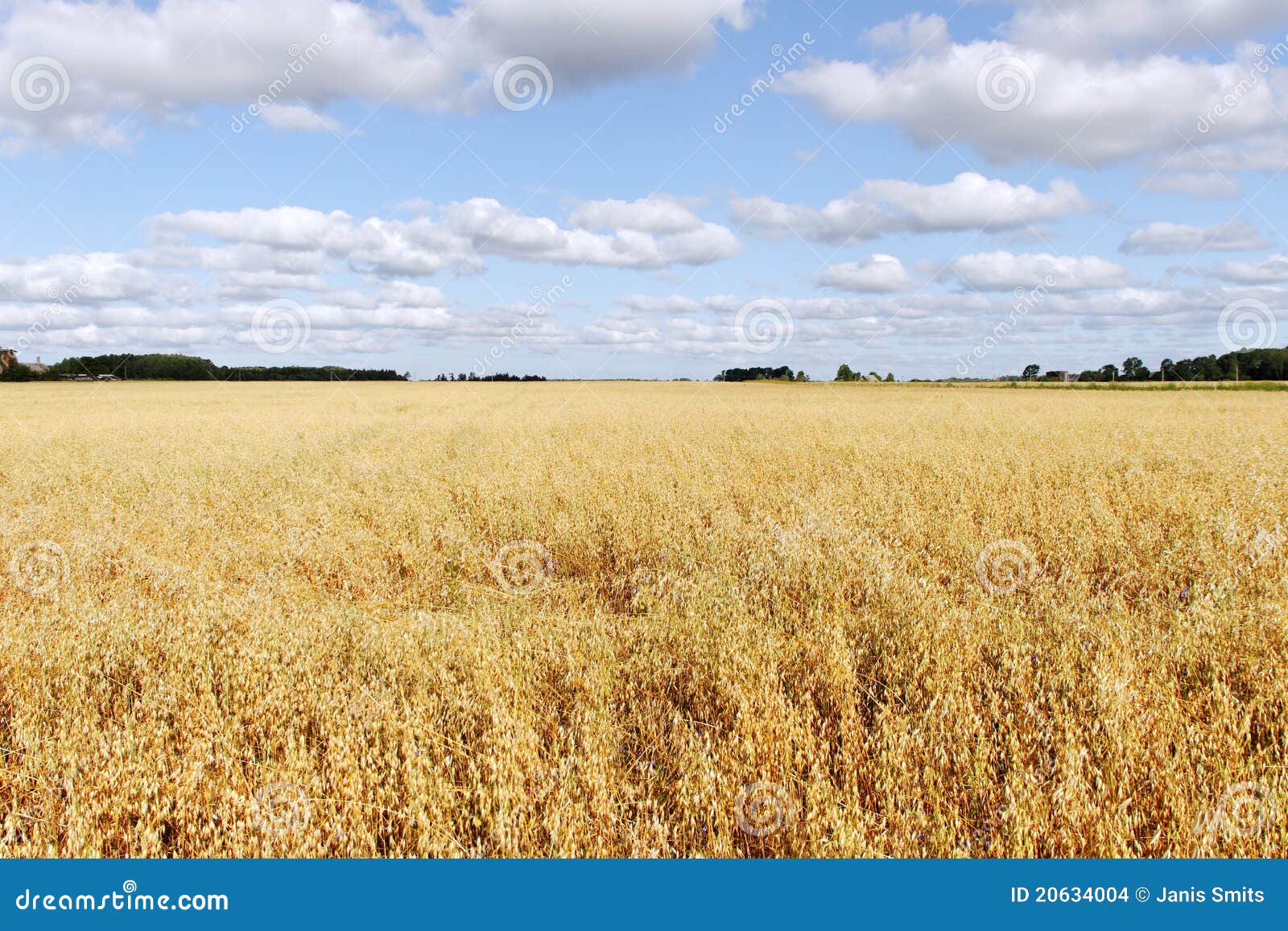 Oat field. stock photo. Image of clouds, season, grass - 20634004