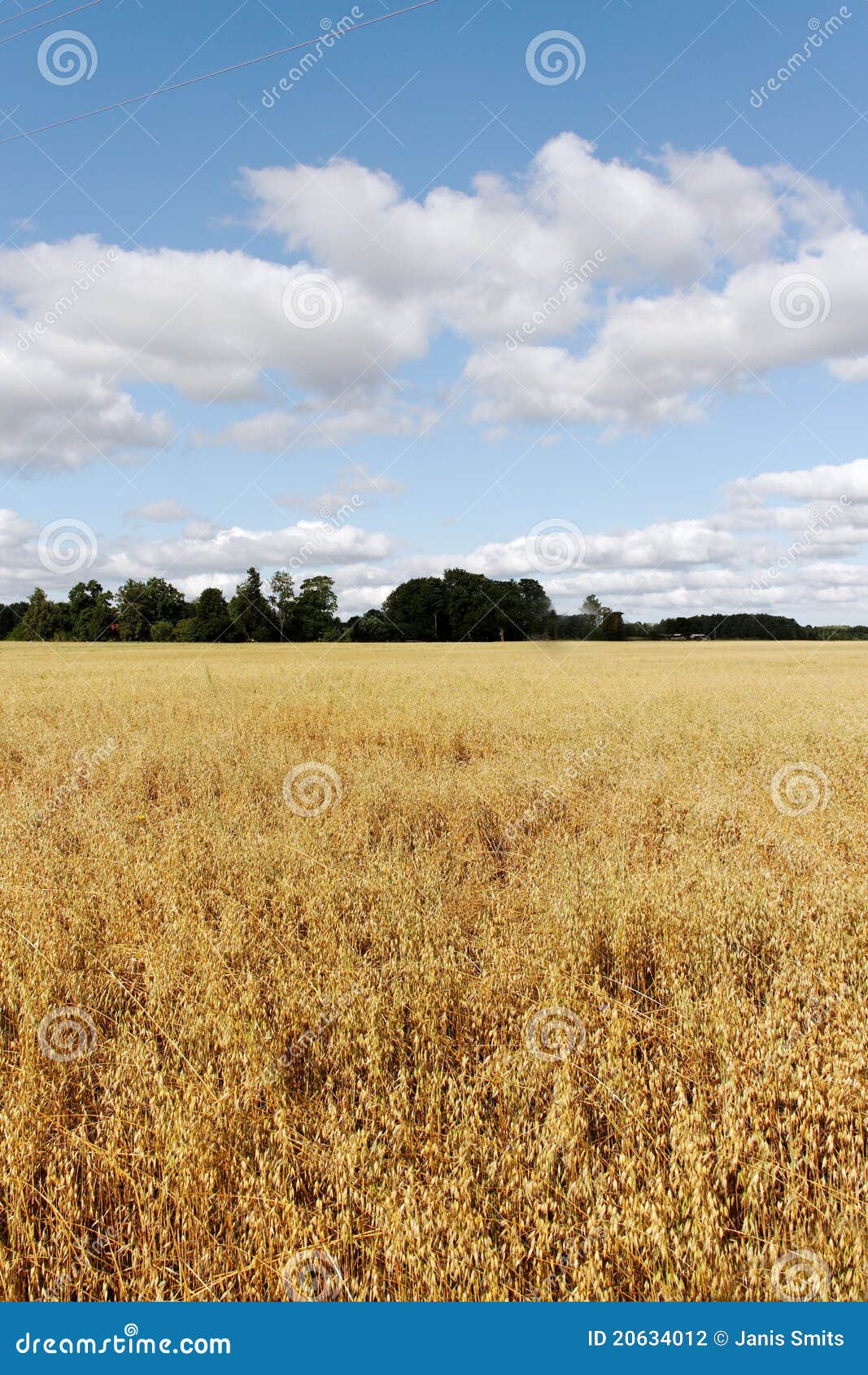 Oat field. stock photo. Image of field, grain, organic - 20634012