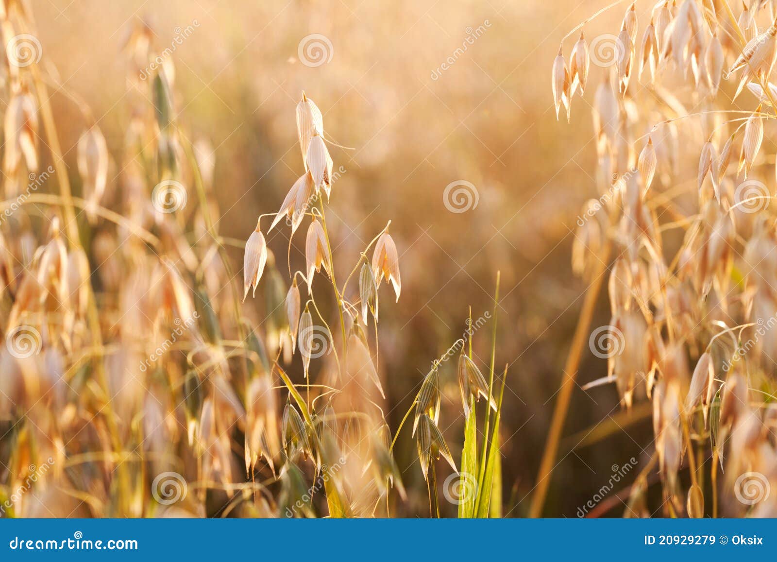 Oat in field stock image. Image of field, bright, crop - 20929279