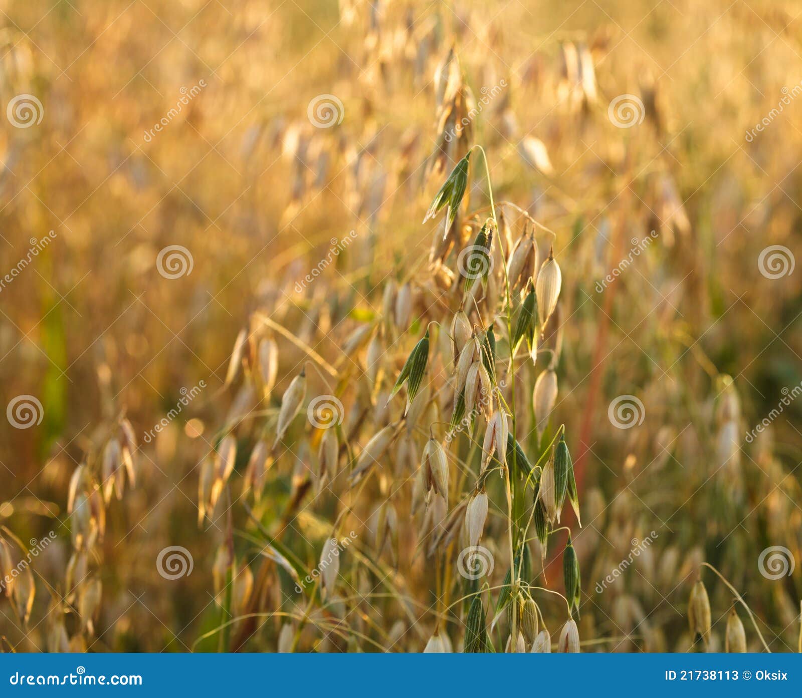 Oat in the field stock image. Image of healthy, food - 21738113