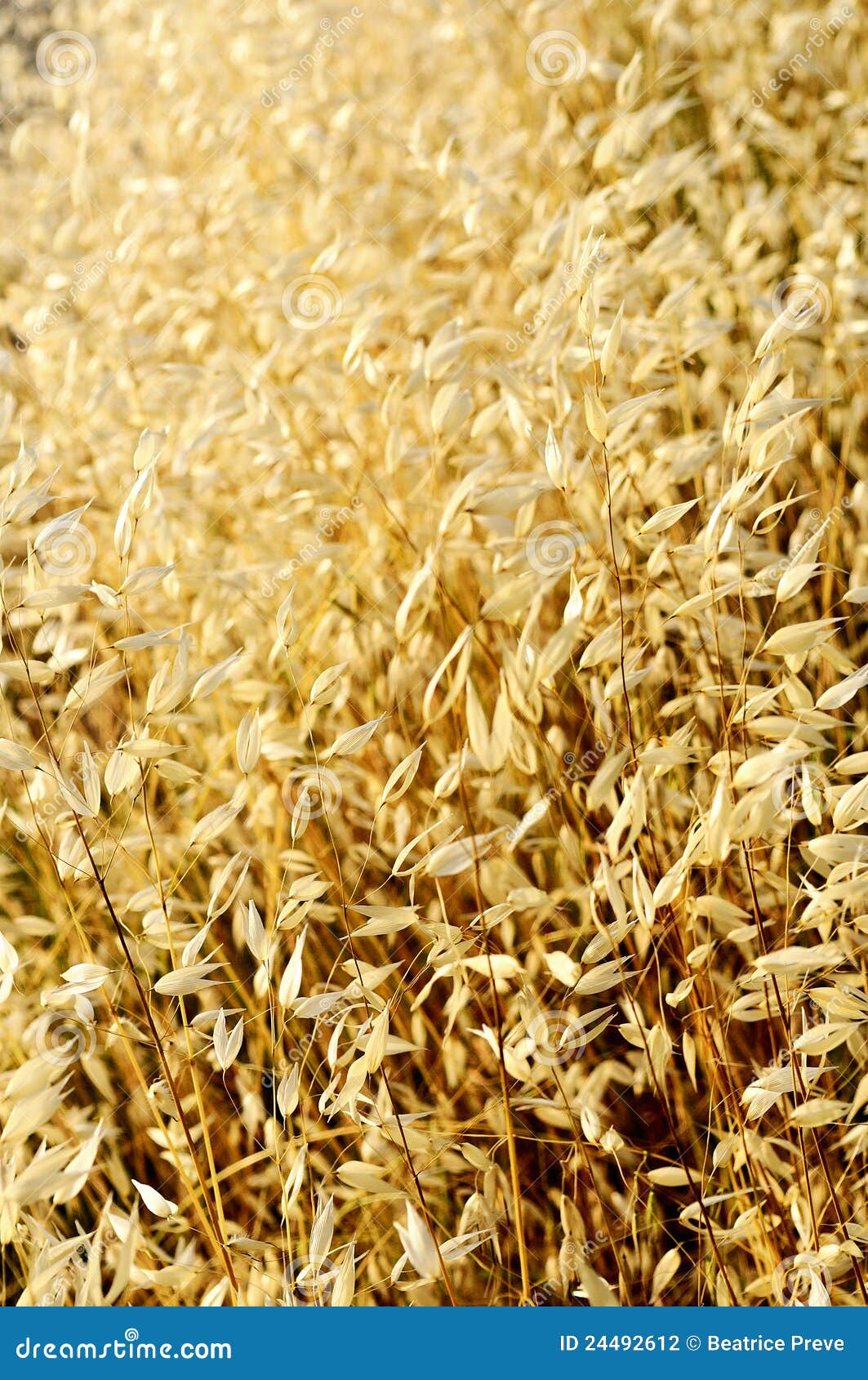 Oat field stock photo. Image of nature, outdoors, pasture - 24492612