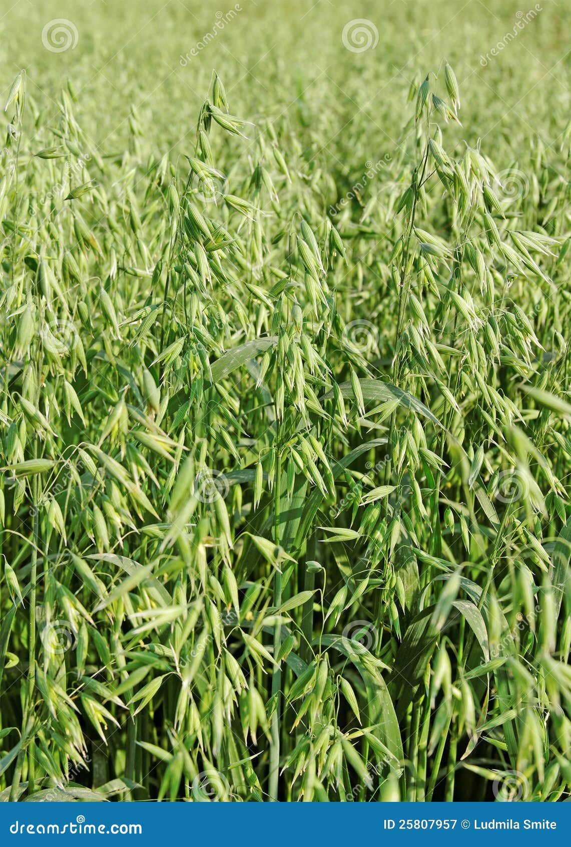 Oat field. stock image. Image of cereal, light, corn - 25807957
