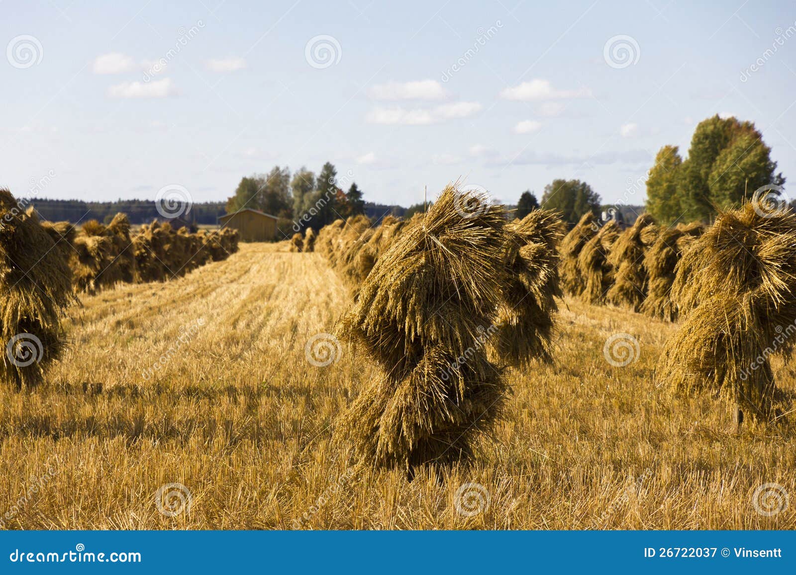 Oat field stock image. Image of canola, escape, flower - 26722037