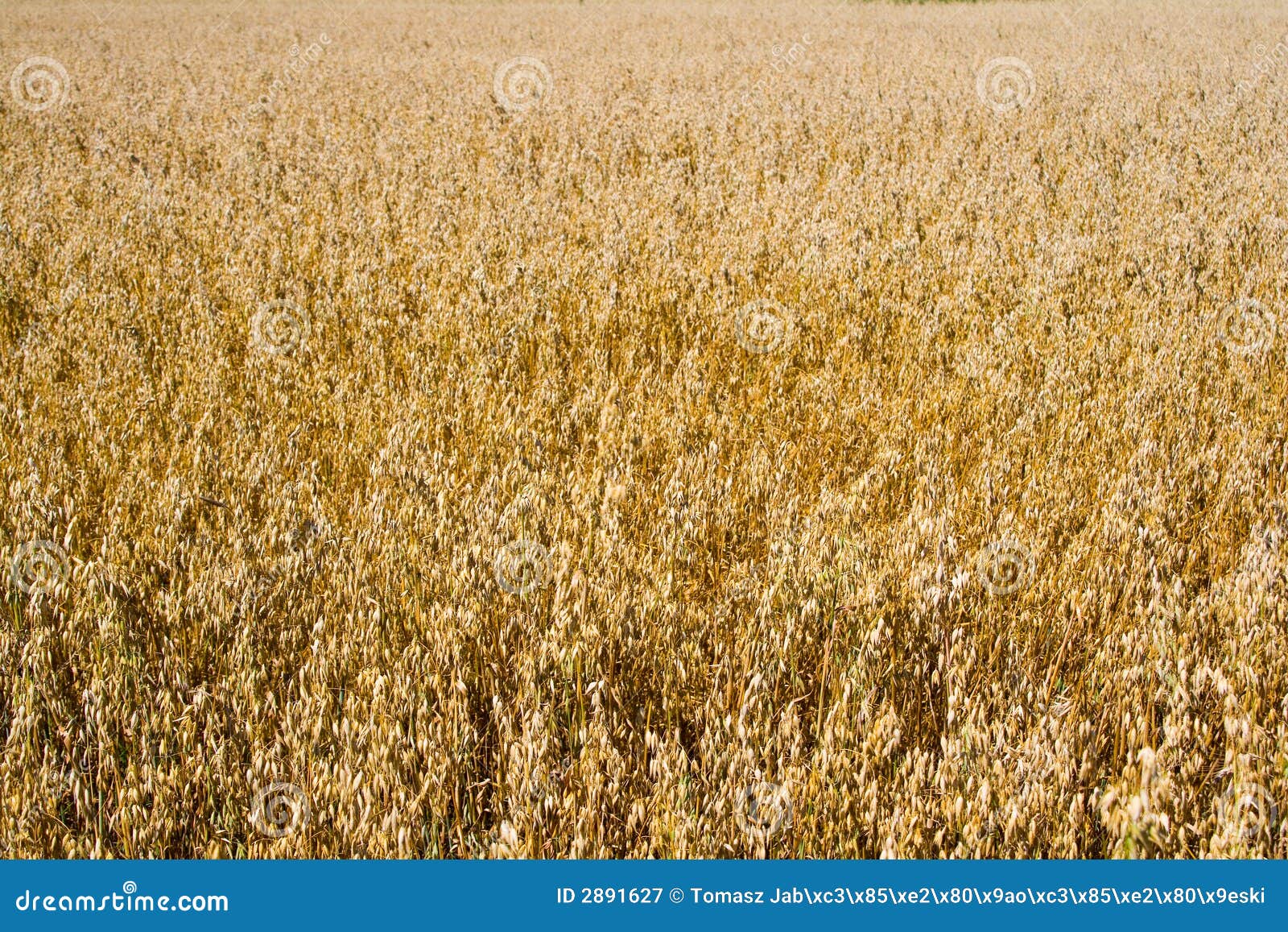 Oat field stock image. Image of season, farm, spring, golden - 2891627