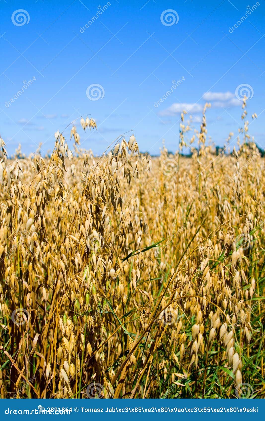 Oat field stock photo. Image of farm, harvest, blue, natural - 2891864