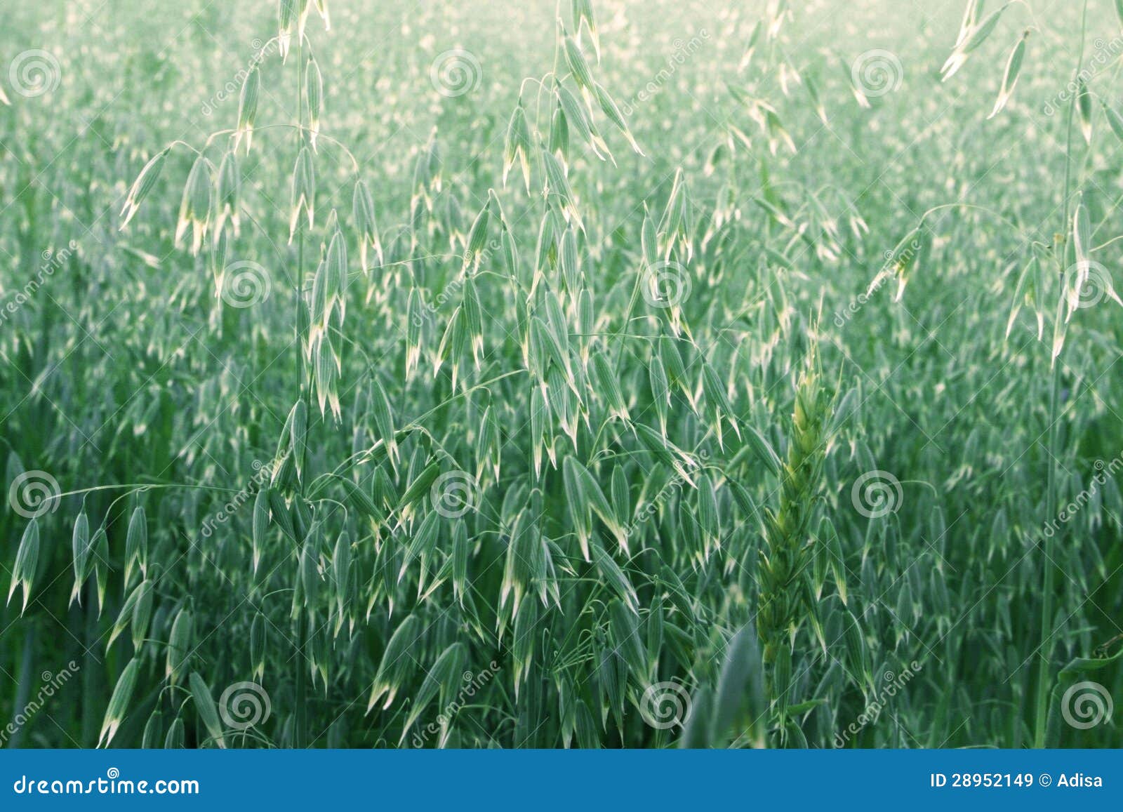 Oat field stock image. Image of grass, growing, green - 28952149
