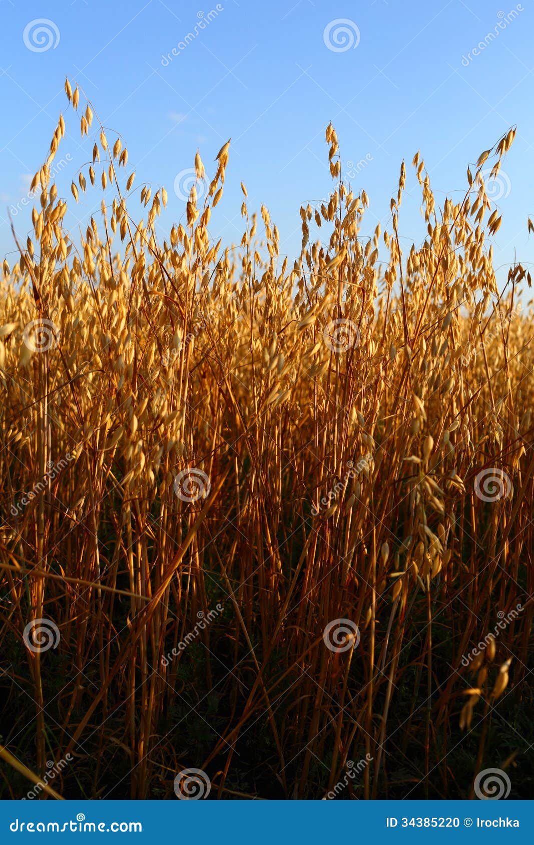 Oat field stock photo. Image of nature, harvest, stalk - 34385220