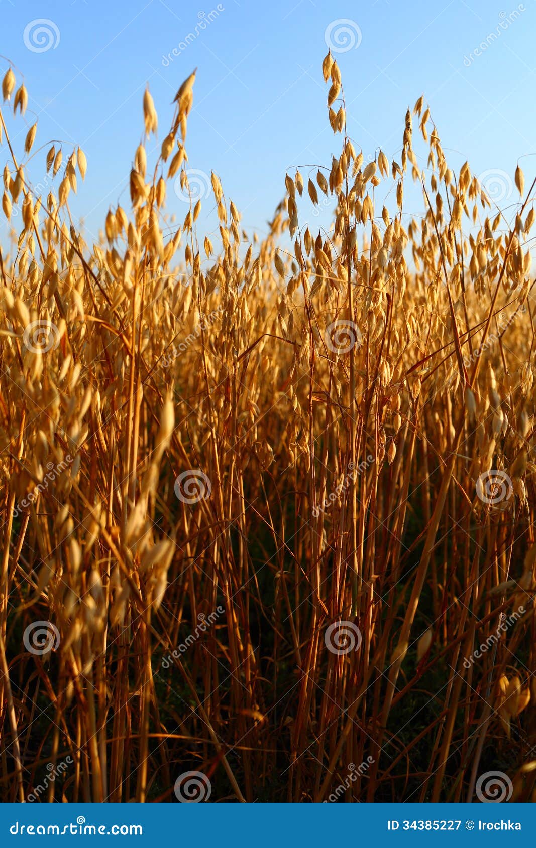 Oat field stock image. Image of core, plant, corn, spike - 34385227