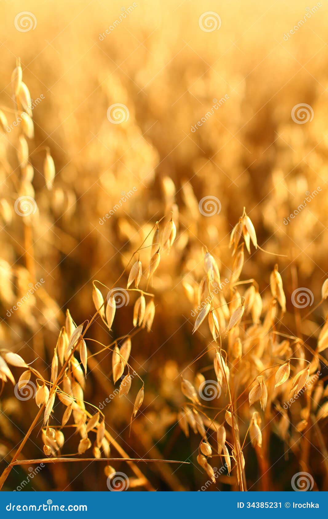 Oat field stock image. Image of oats, corn, forage, yellow - 34385231