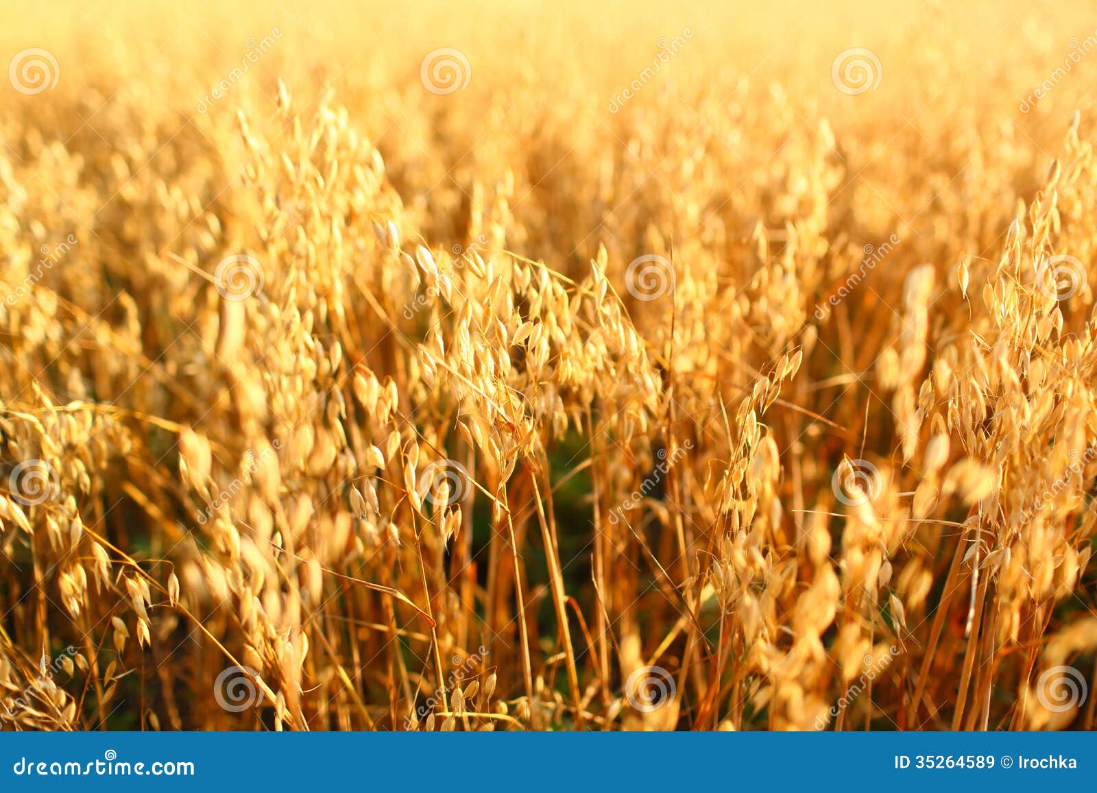 Oat field stock image. Image of grain, grass, seed, feed - 35264589