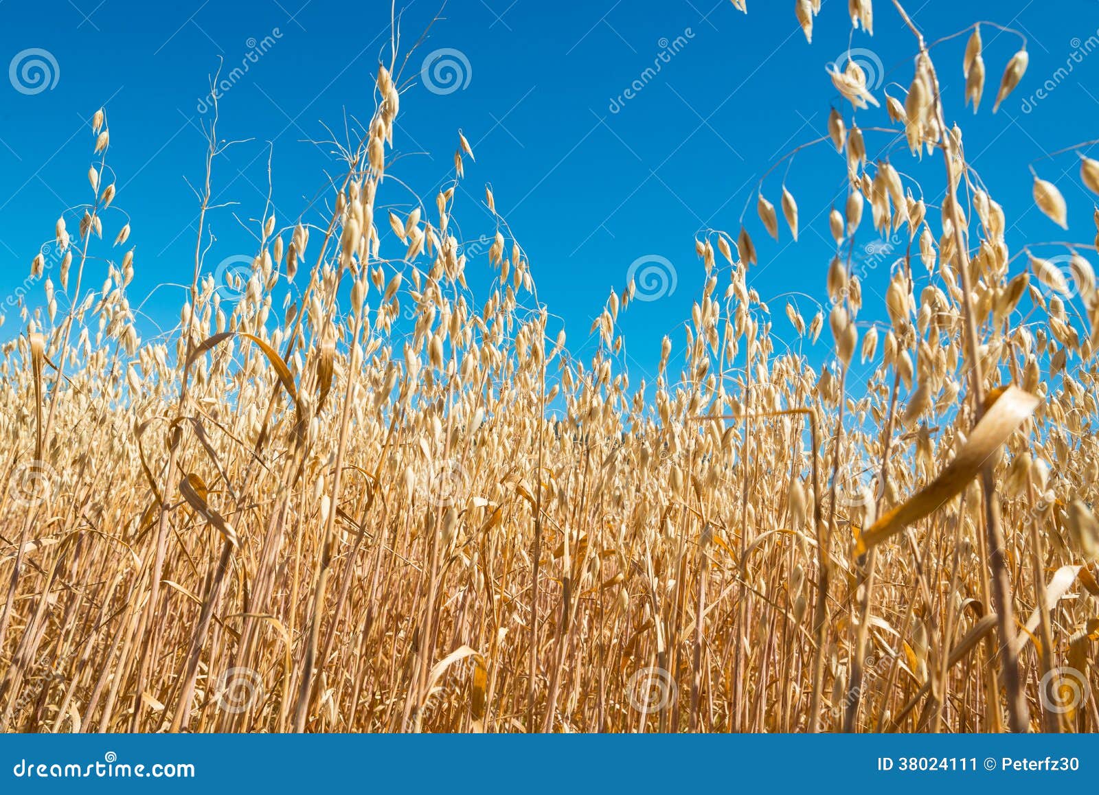 Oat field stock image. Image of industry, sunlight, oats - 38024111