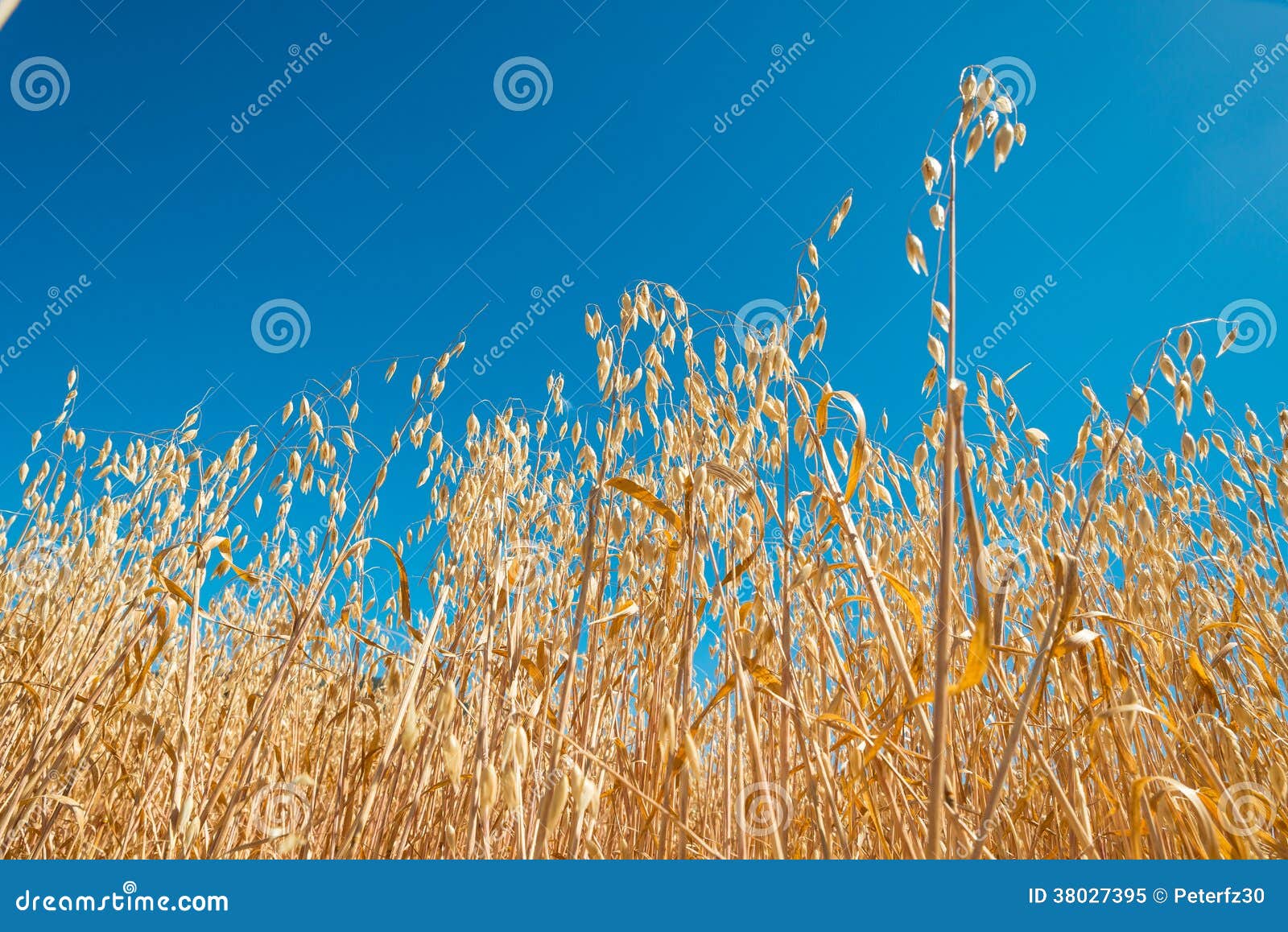 Oat field stock image. Image of barley, field, focus - 38027395