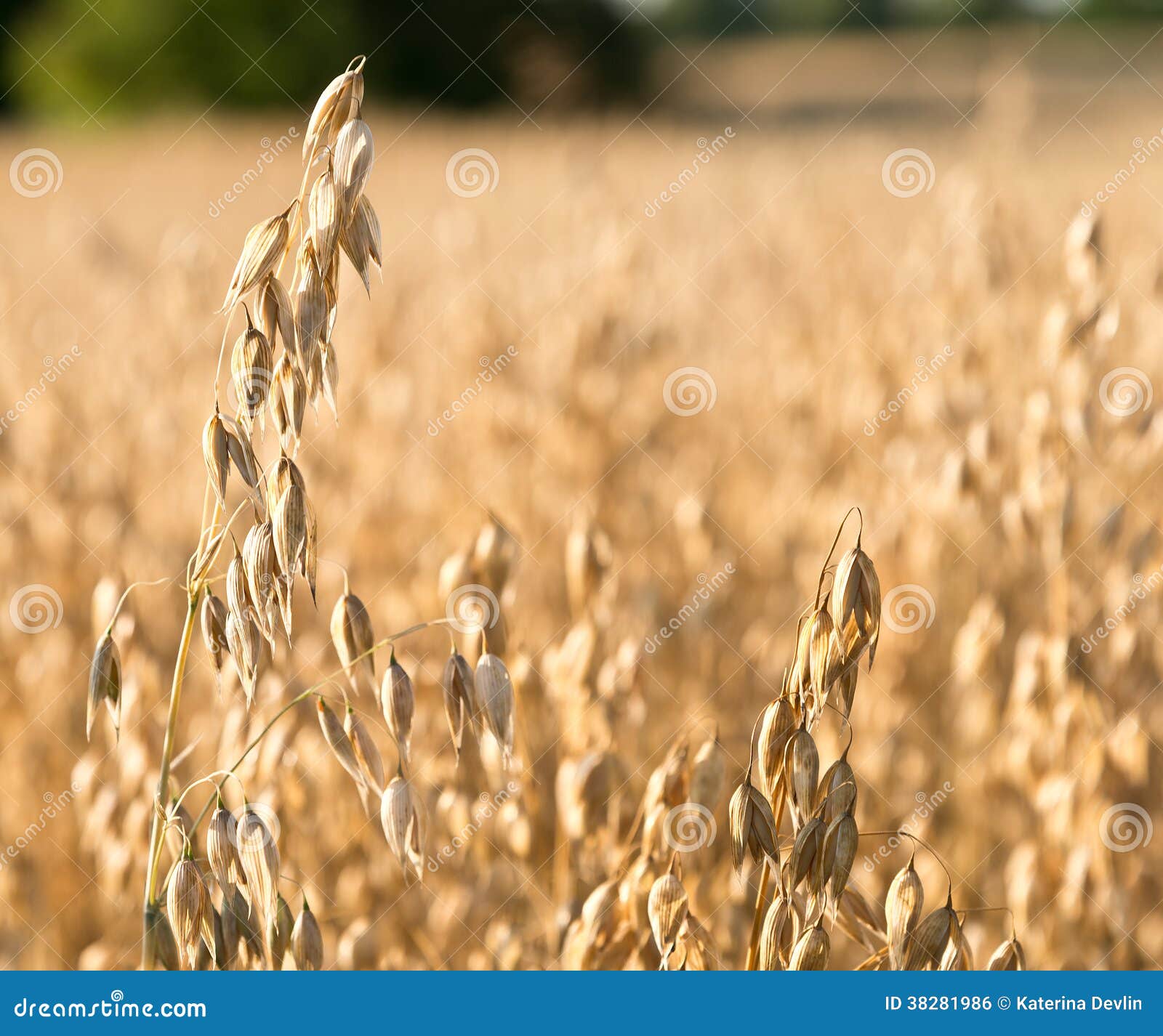 Oat field stock photo. Image of ripe, growing, farming - 38281986