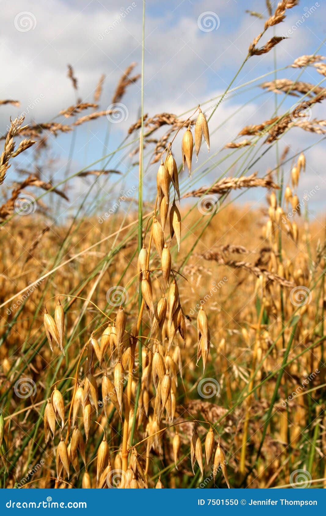 Oat field stock photo. Image of field, ripe, summer, crops - 7501550