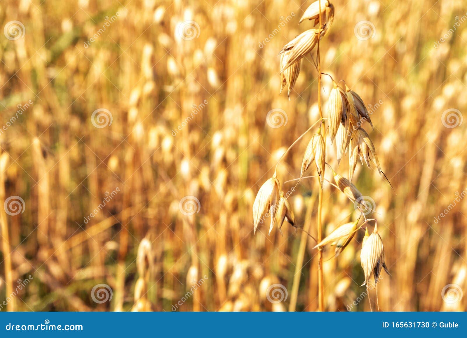Oat Field. Background Of Yellow Ears Of Oats Stock Photography ...