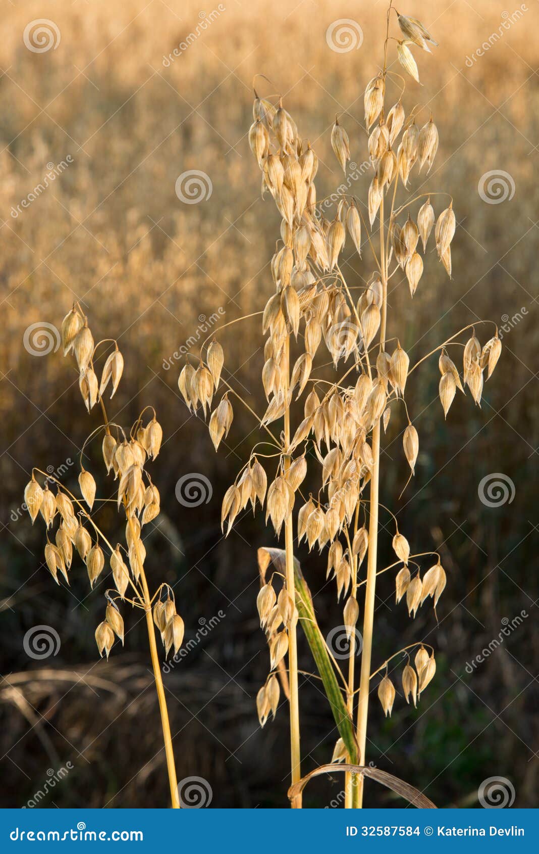 Oat field stock photo. Image of corn, field, grain, plant - 32587584