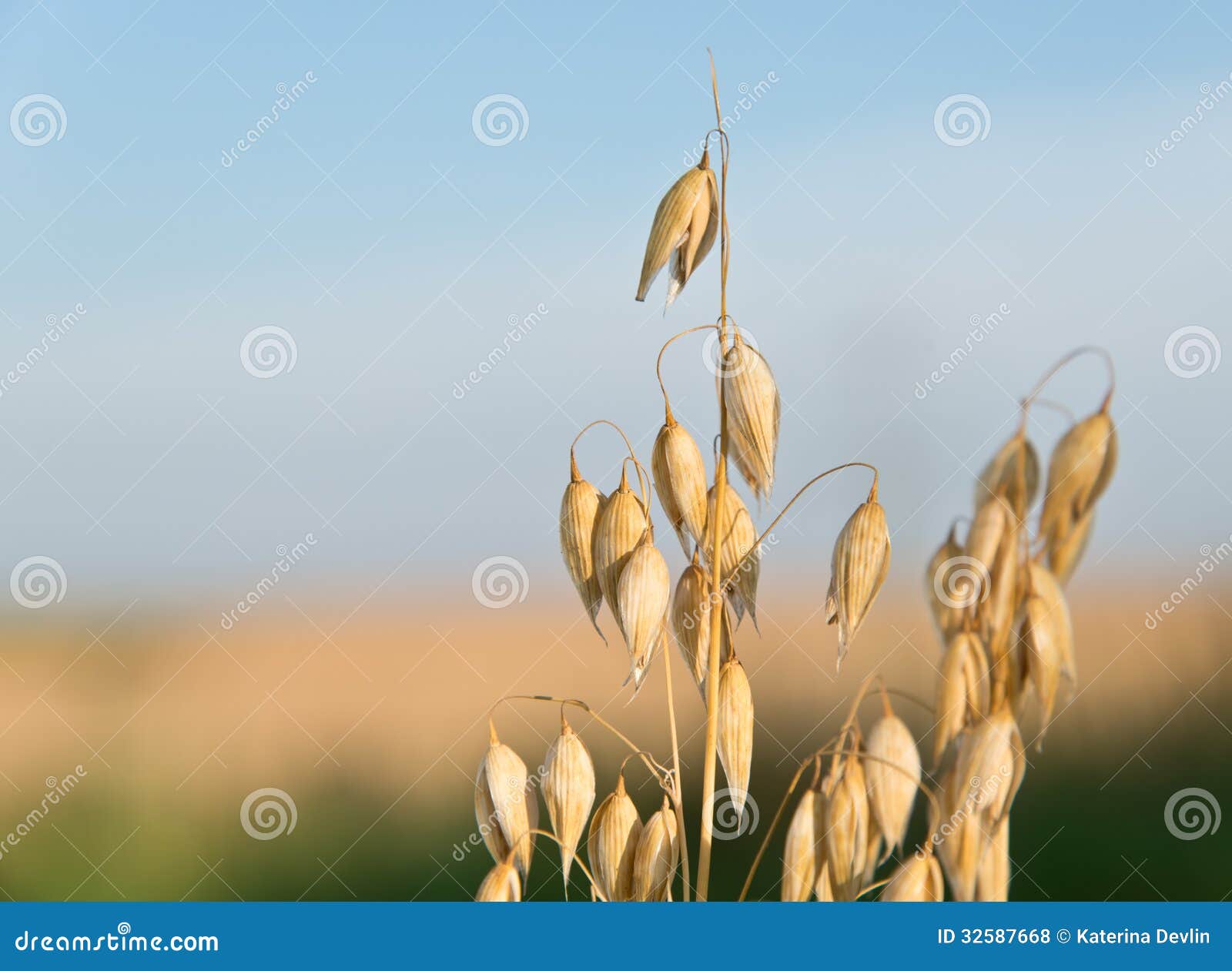 Oat field stock photo. Image of agriculture, country - 32587668
