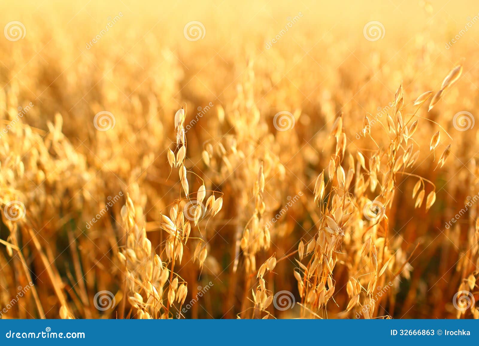 Oat field stock image. Image of nature, seed, yellow - 32666863