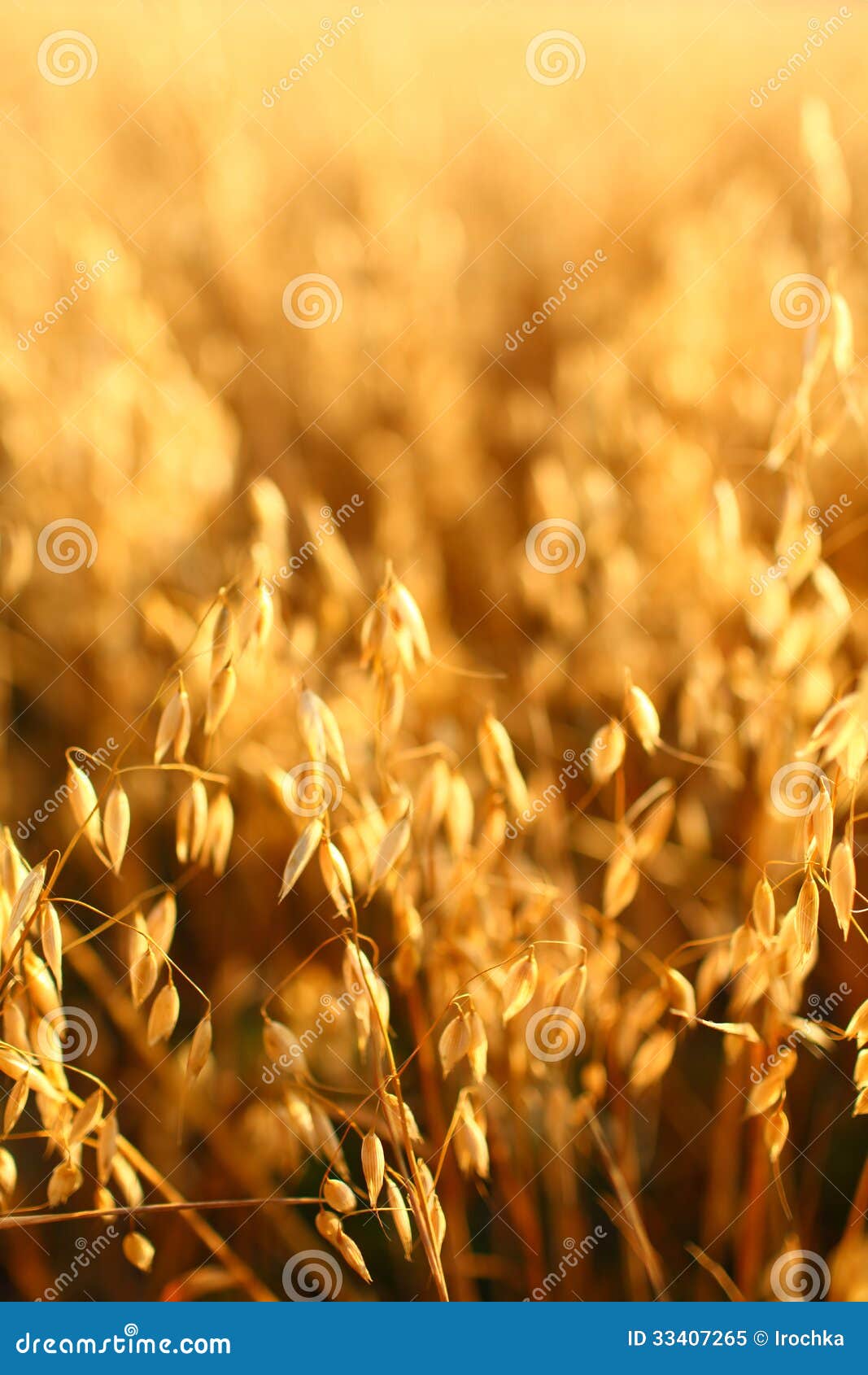 Oat field stock image. Image of seed, ripened, flora - 33407265
