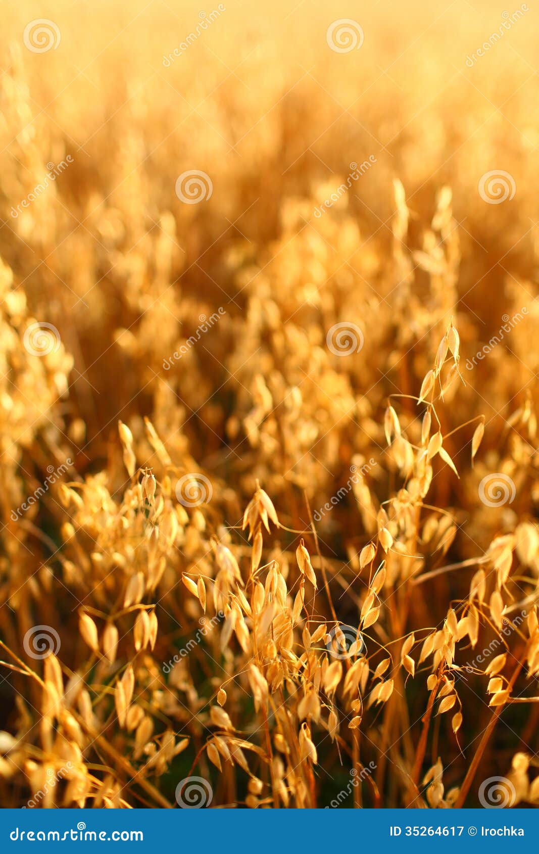 Oat field stock image. Image of fall, industry, spike - 35264617