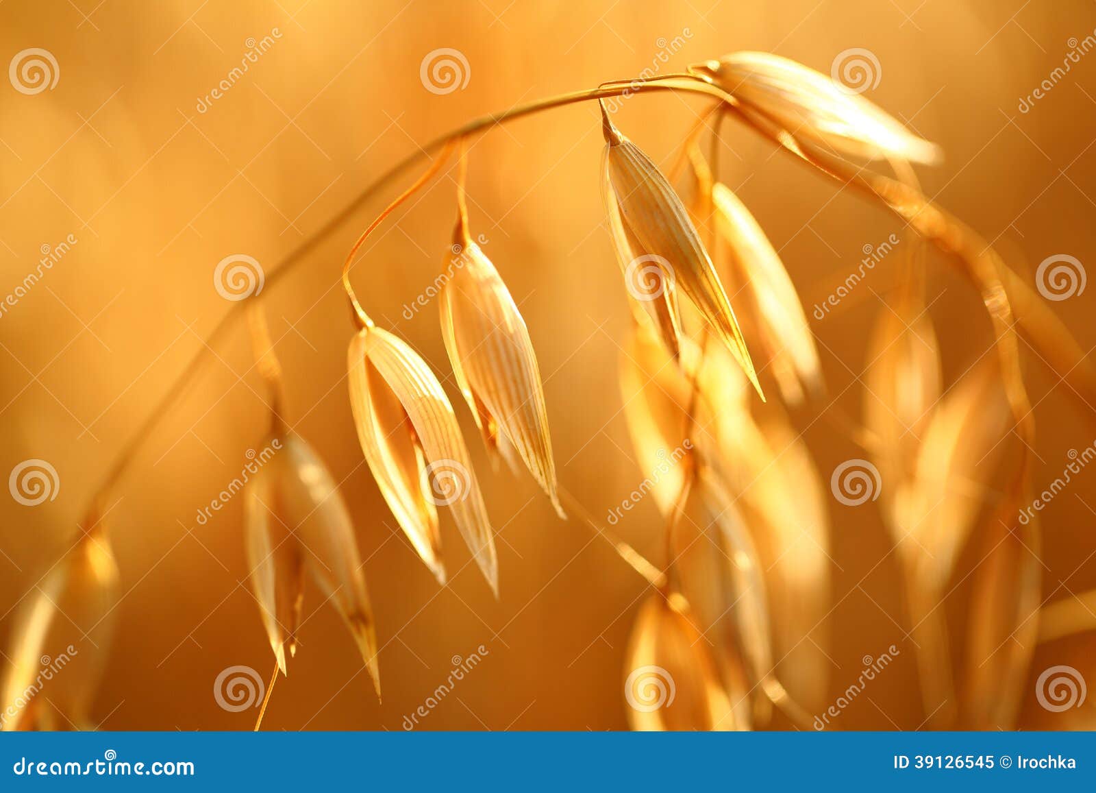 Oat field stock image. Image of autumn, farm, summer - 39126545