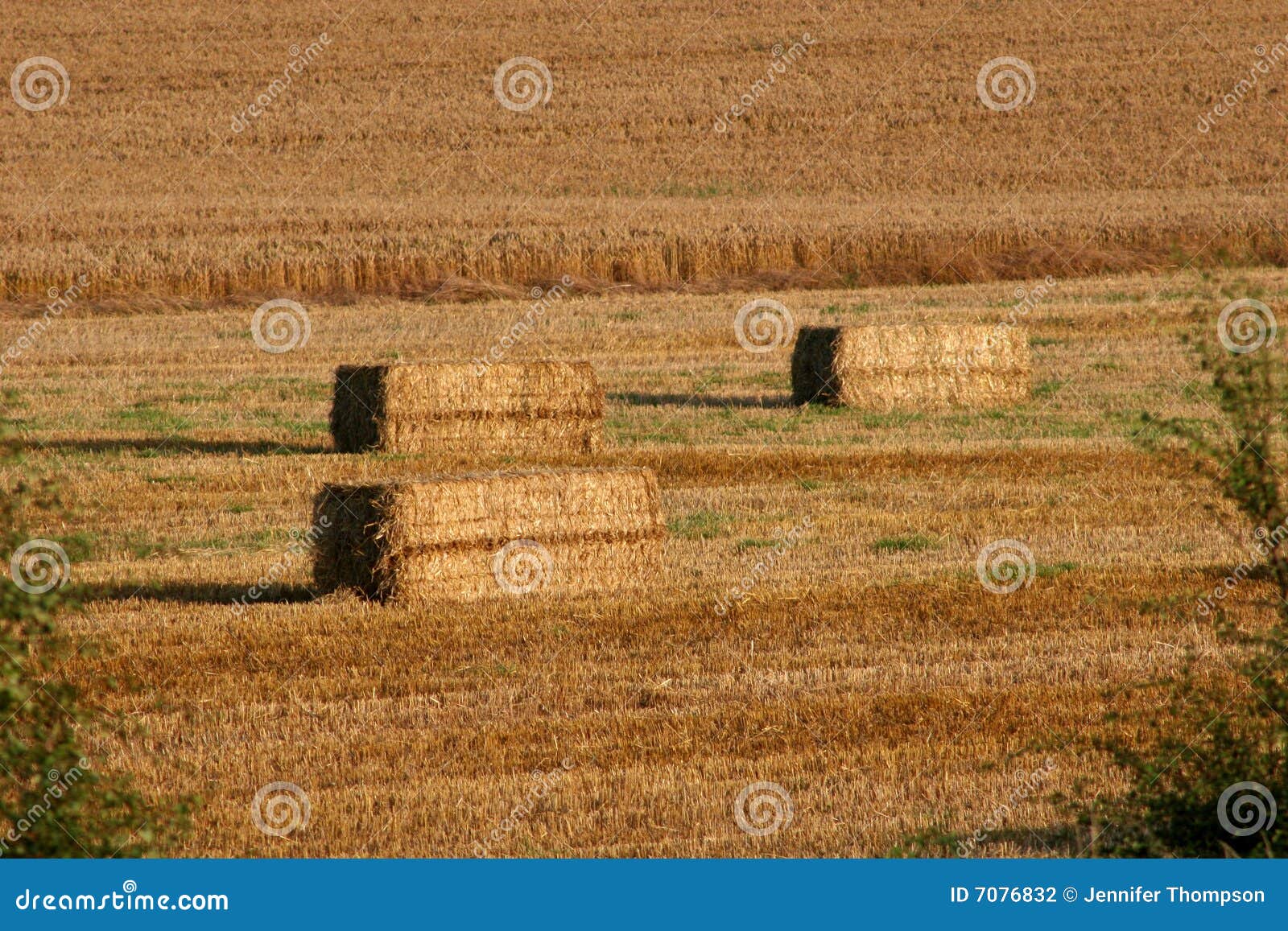 Oat field at harvest stock photo. Image of farming, ripe - 7076832