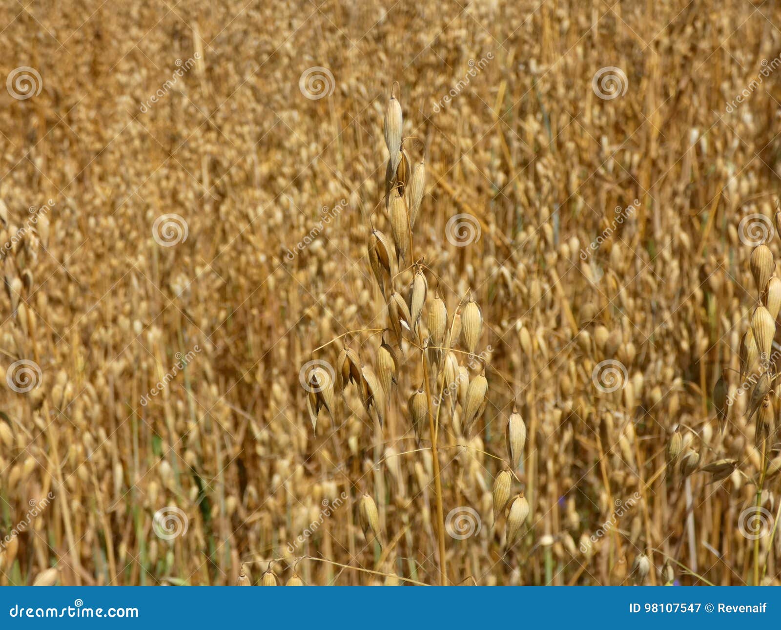 Oat Field Harvest stock image. Image of environment, farm - 98107547