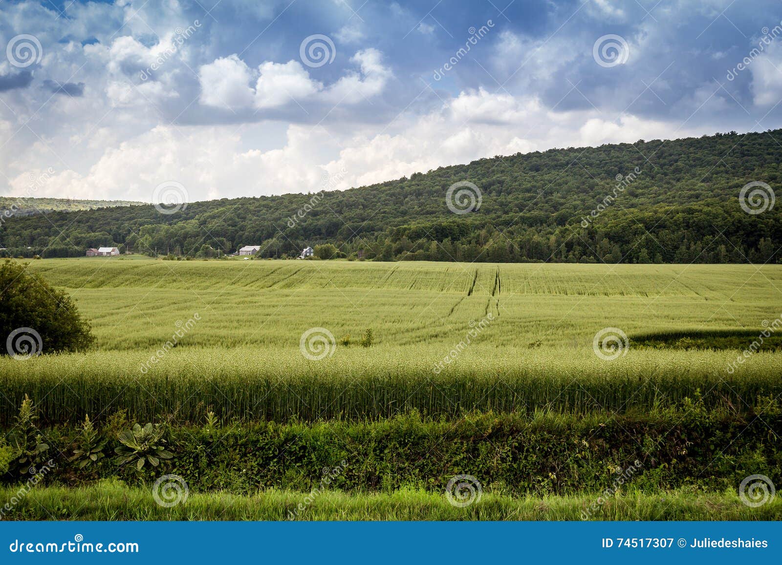 Oat field landscape stock image. Image of organic, cereal - 74517307