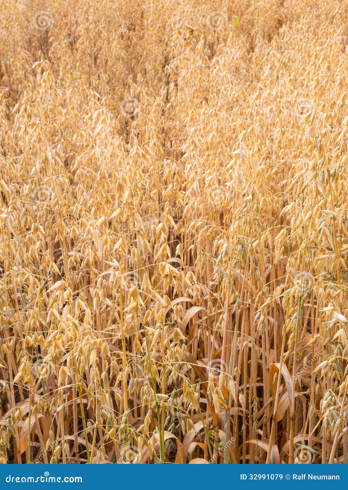 Oat field stock image. Image of water, cereals, grain - 32991079
