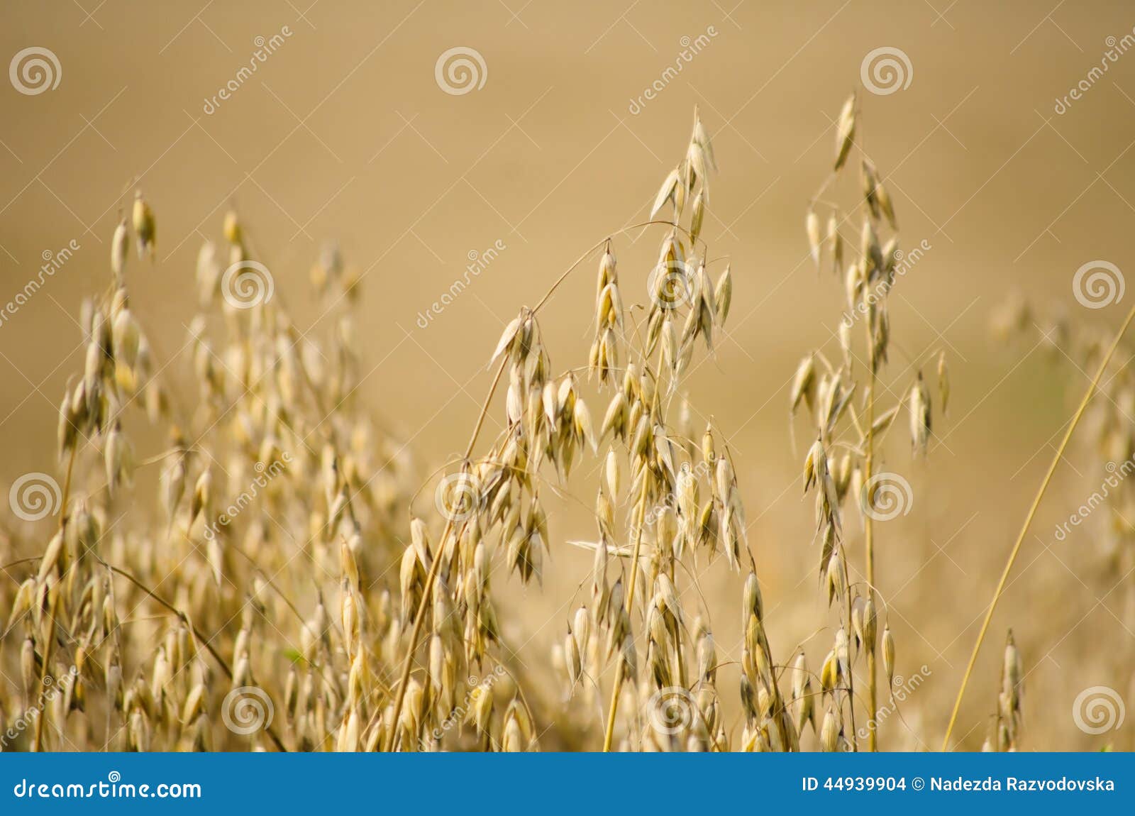 Oat Field stock photo. Image of grain, field, plant, harvest - 44939904