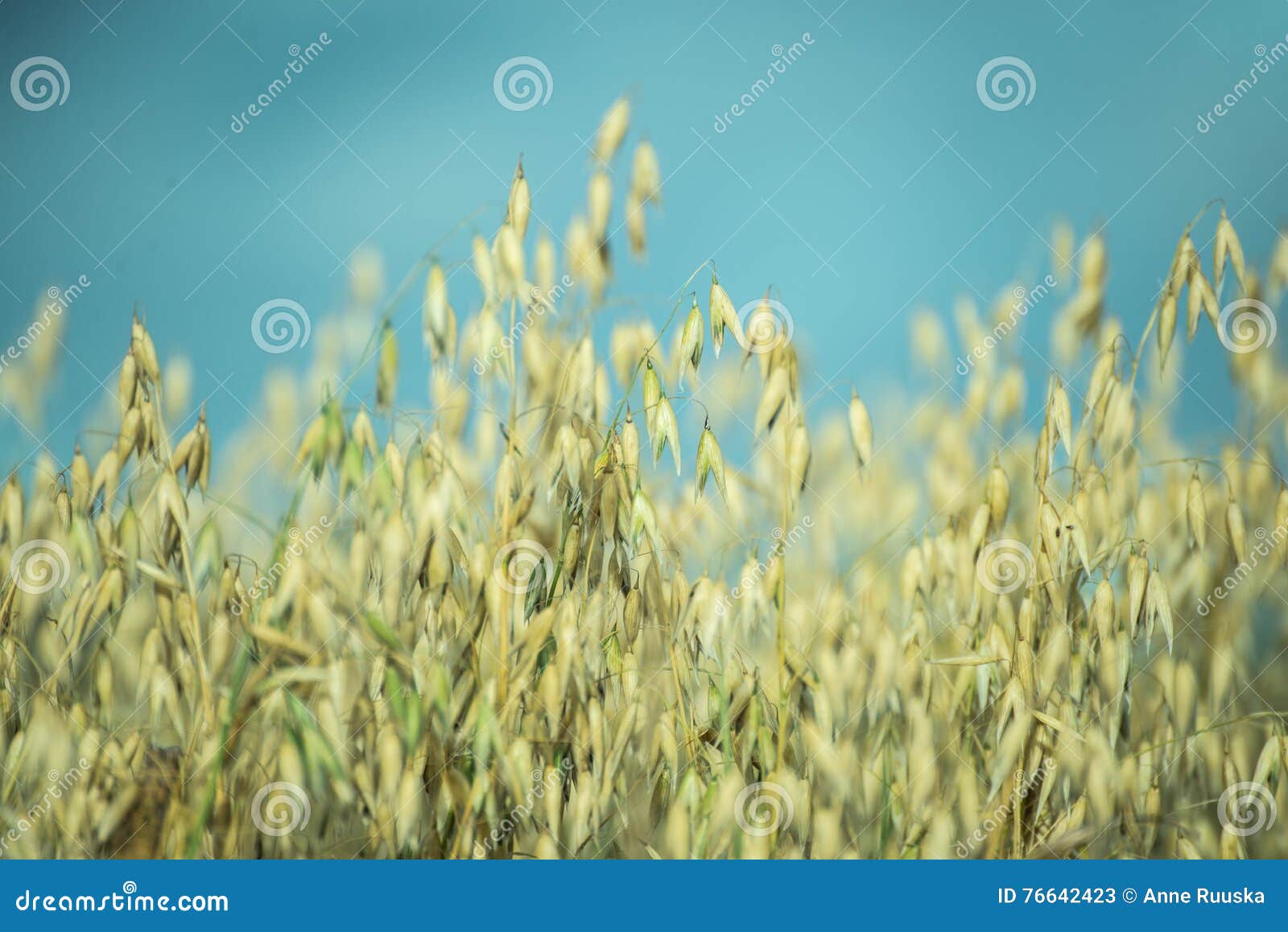 Oat field stock image. Image of harvest, oatfield, eatable - 76642423