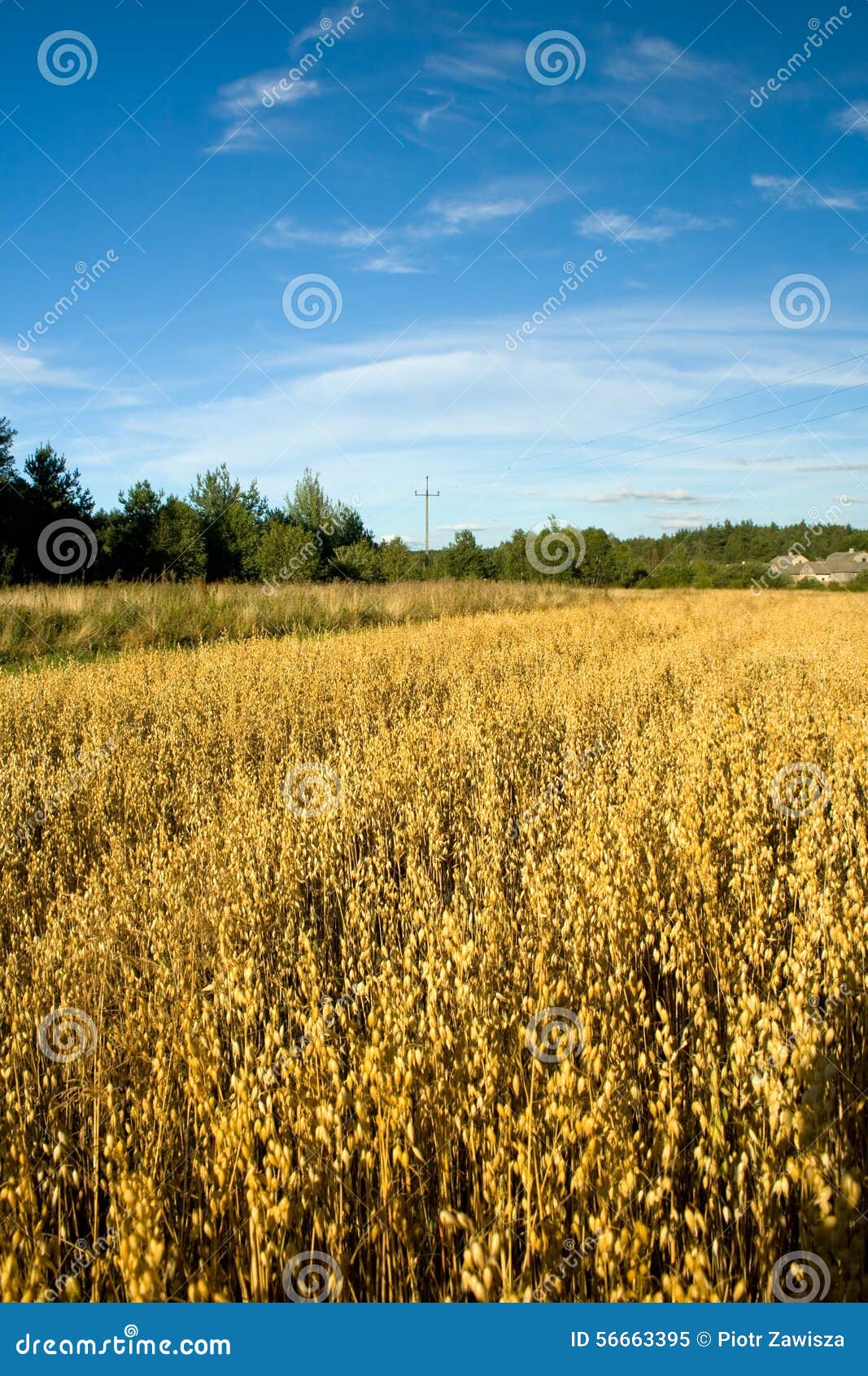 Oat field stock image. Image of field, farm, crop, nature - 56663395