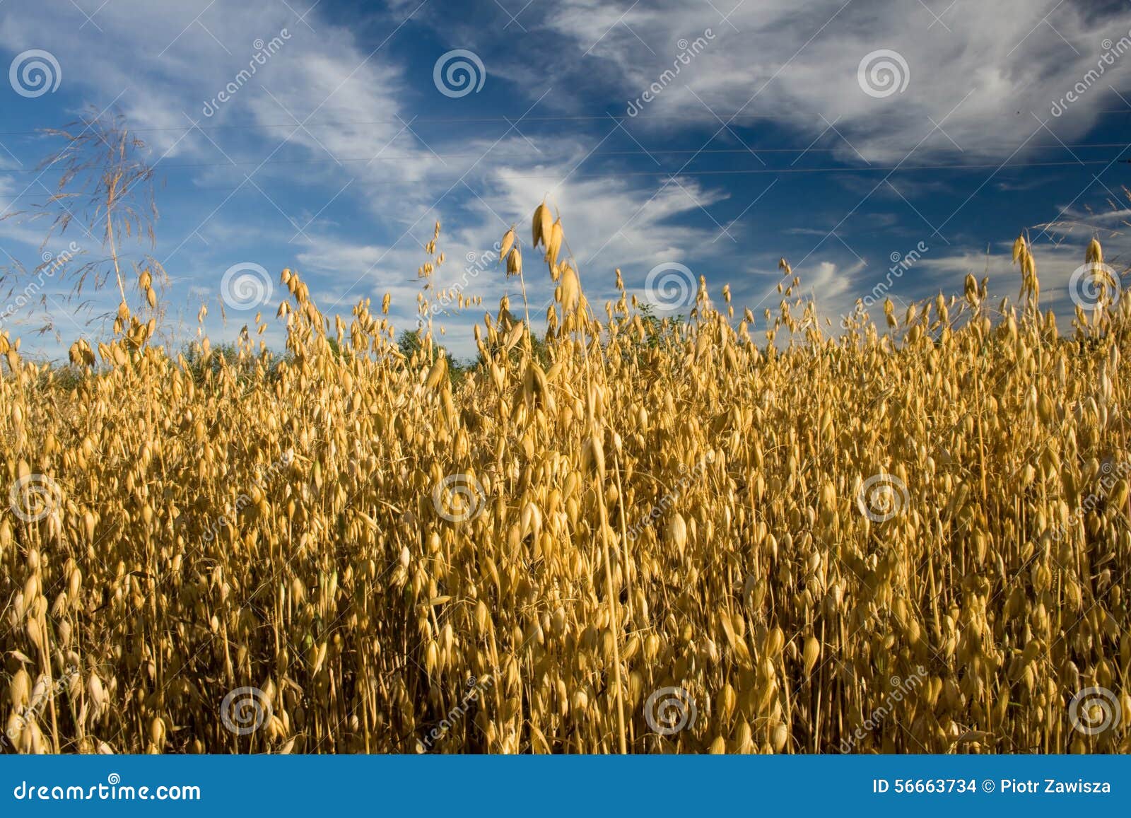 Oat field stock photo. Image of ecoregion, harvest, commodity - 56663734