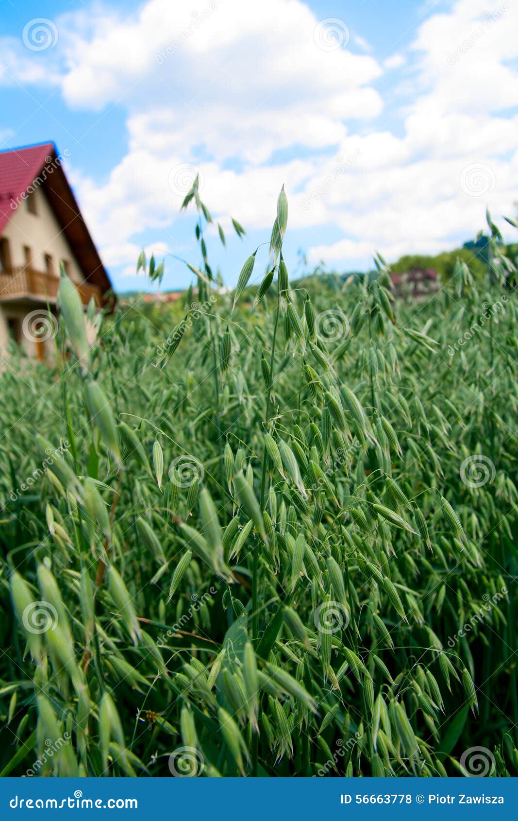 Oat field stock photo. Image of agriculture, grassland - 56663778