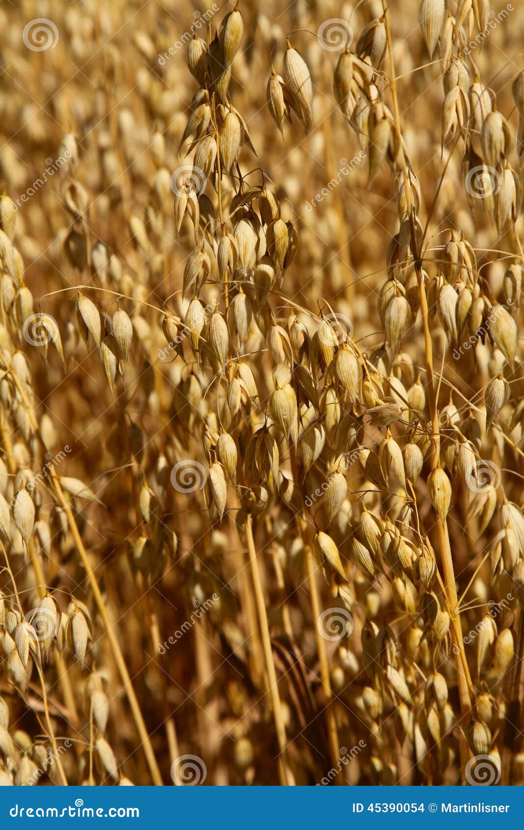 Oat Field. Spikes Oat Closeup on a Gold Background Stock Photo - Image ...