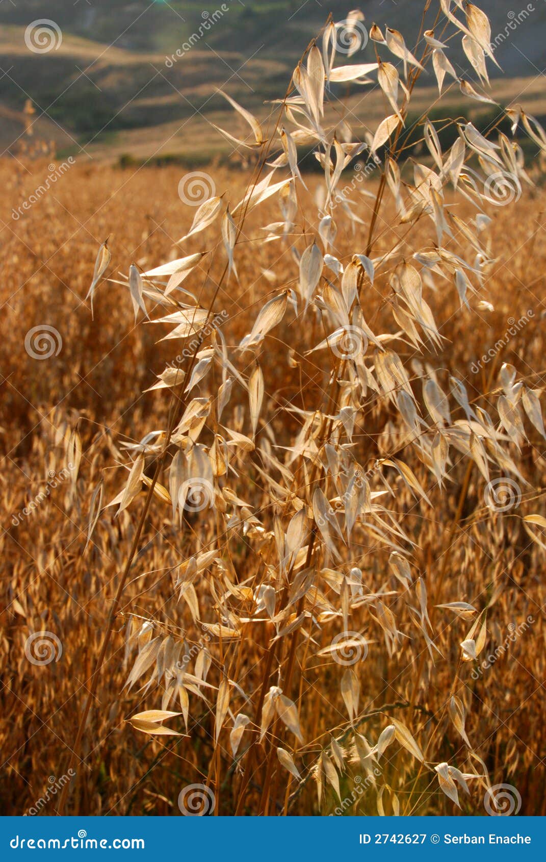 Oat fields at sunset stock image. Image of golden, land - 2742627