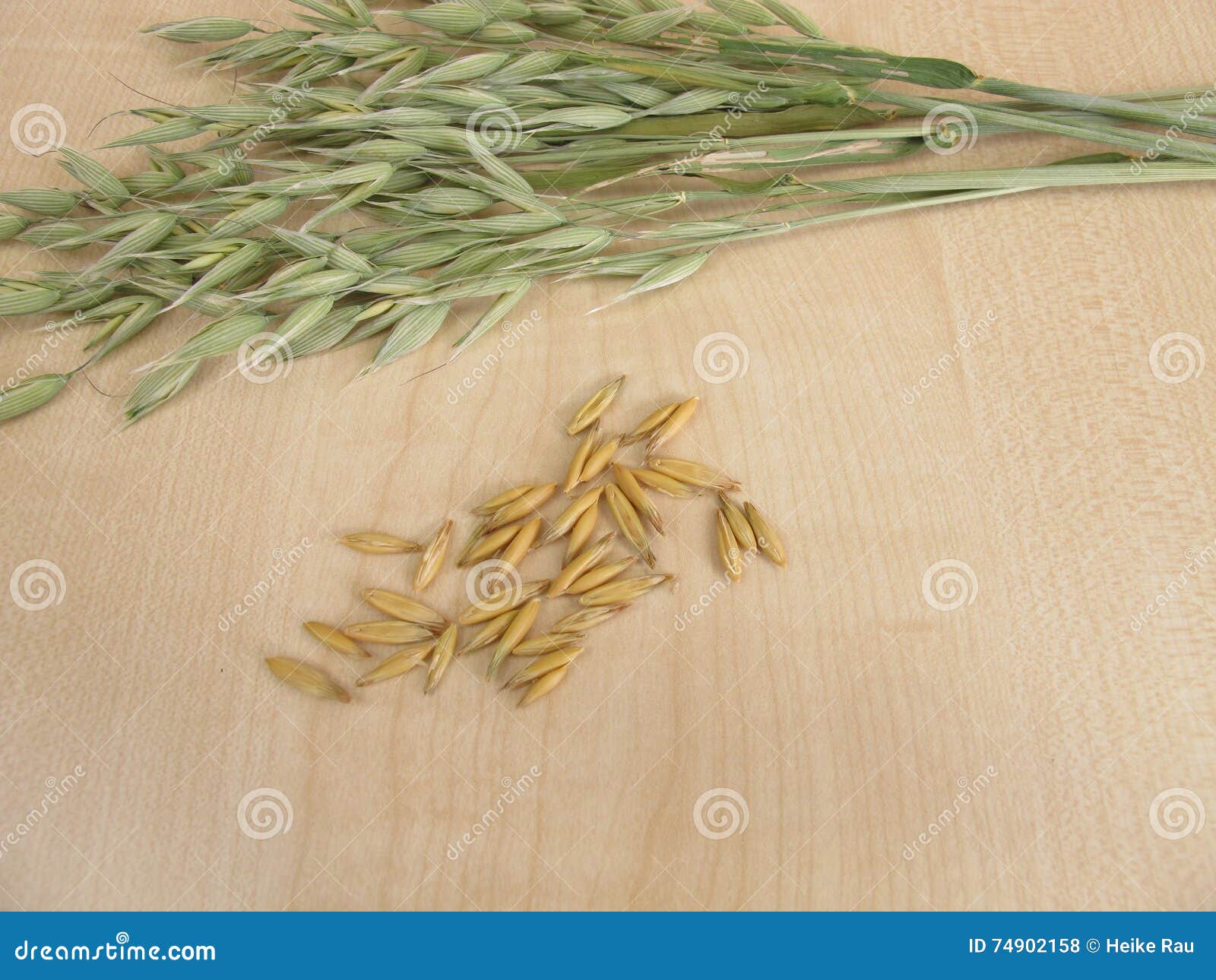 Oat Florets Stock Photos - Free & Royalty-Free Stock Photos from Dreamstime