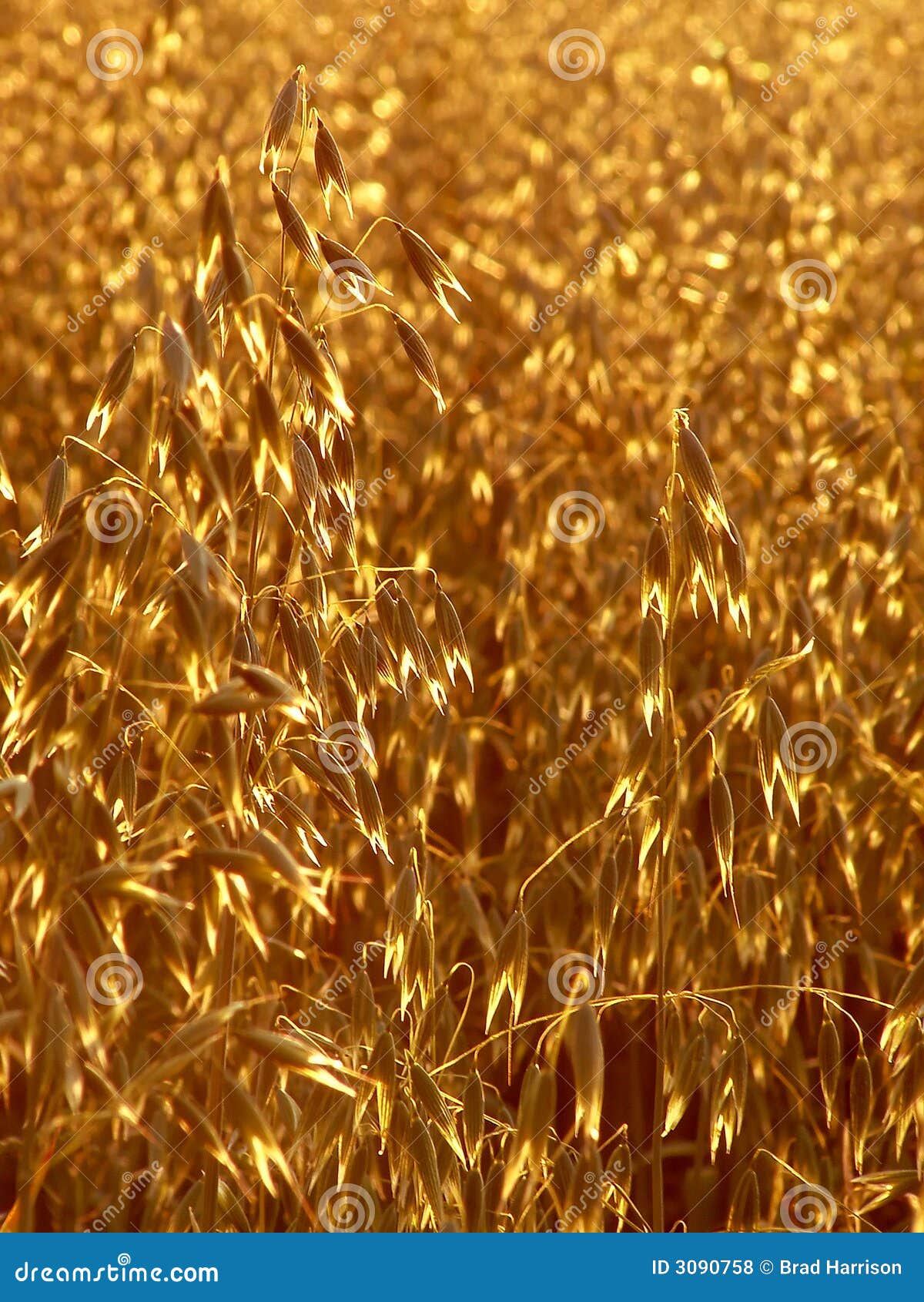 Oat Gold stock photo. Image of food, smart, farming, bushel - 3090758