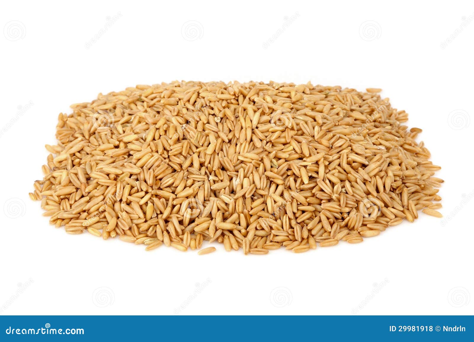 Oat grain stock photo. Image of white, object, nutrition - 29981918