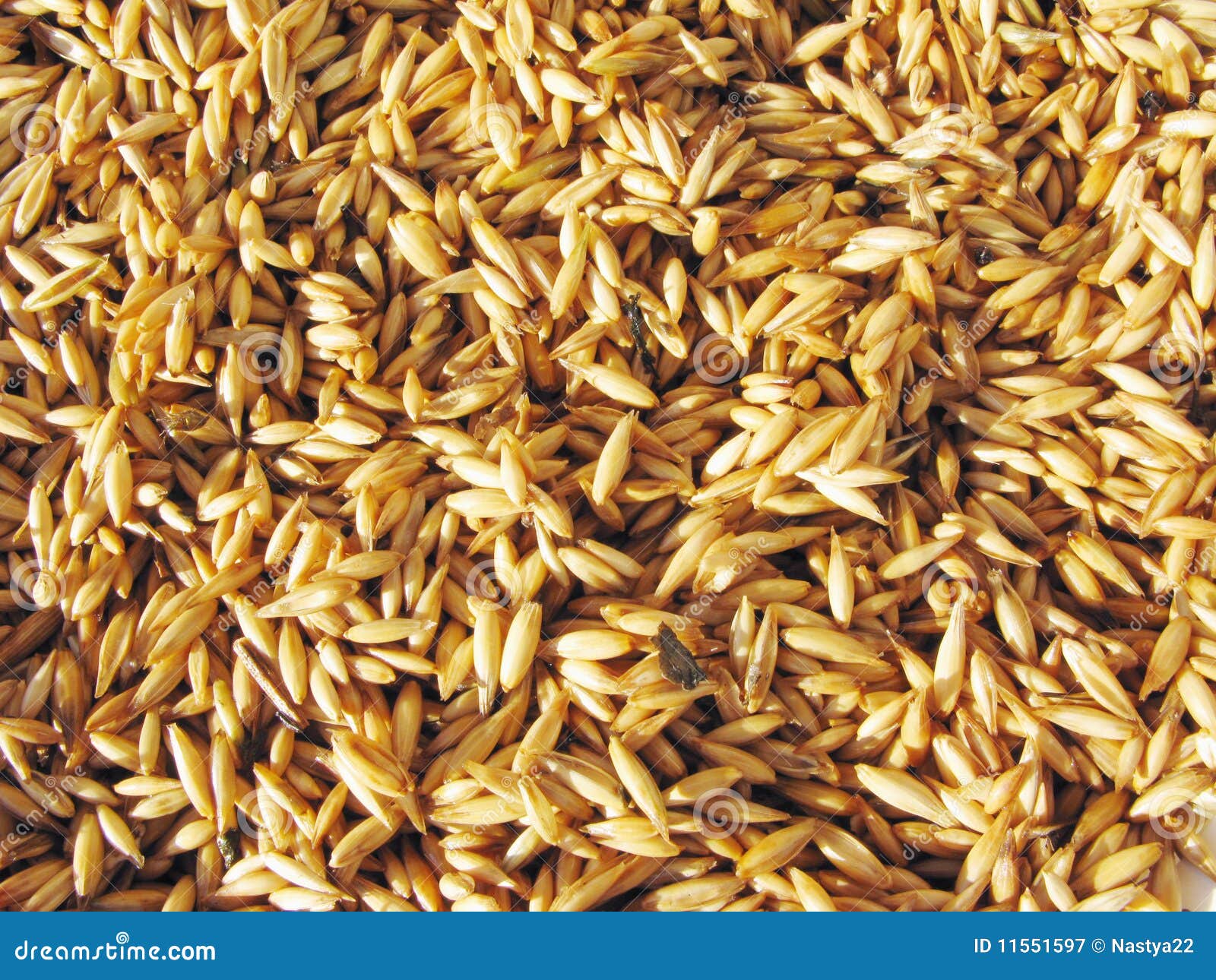Oat grains stock image. Image of seed, healthy, grain - 11551597