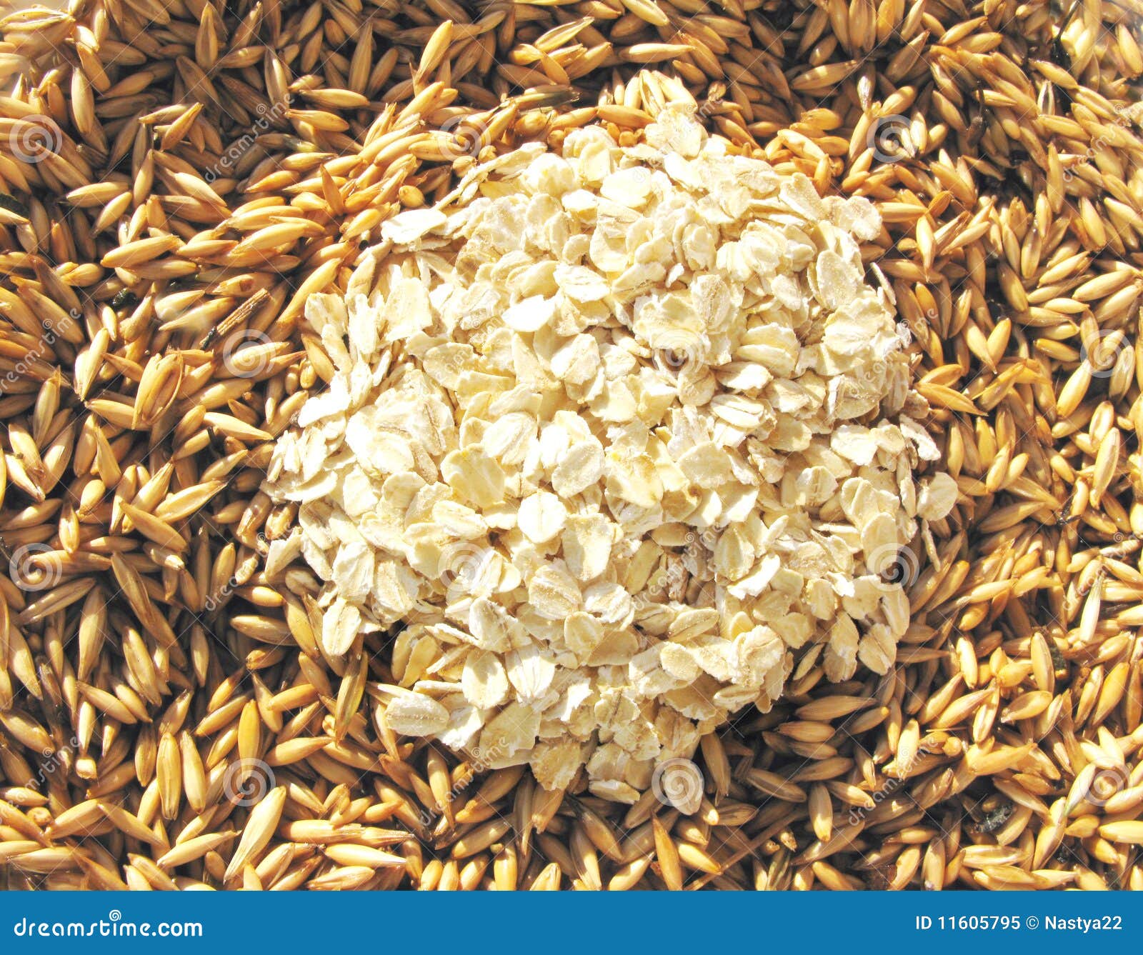 Oat grains stock image. Image of seed, indredient, crop - 11605795