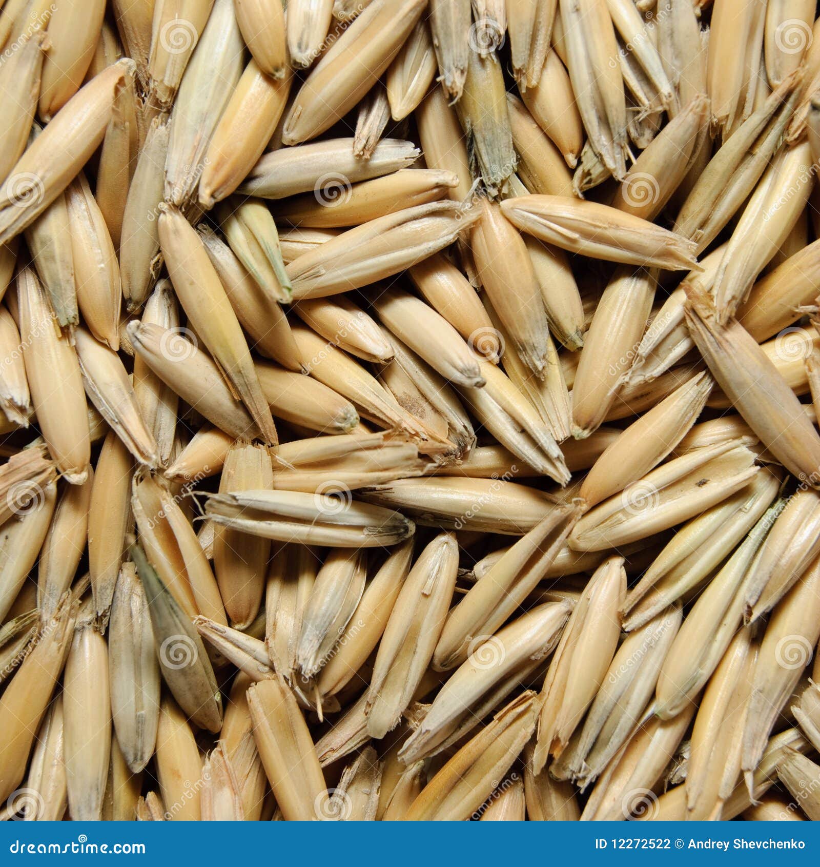 Oat grains stock photo. Image of purified, grains, nutrition - 12272522