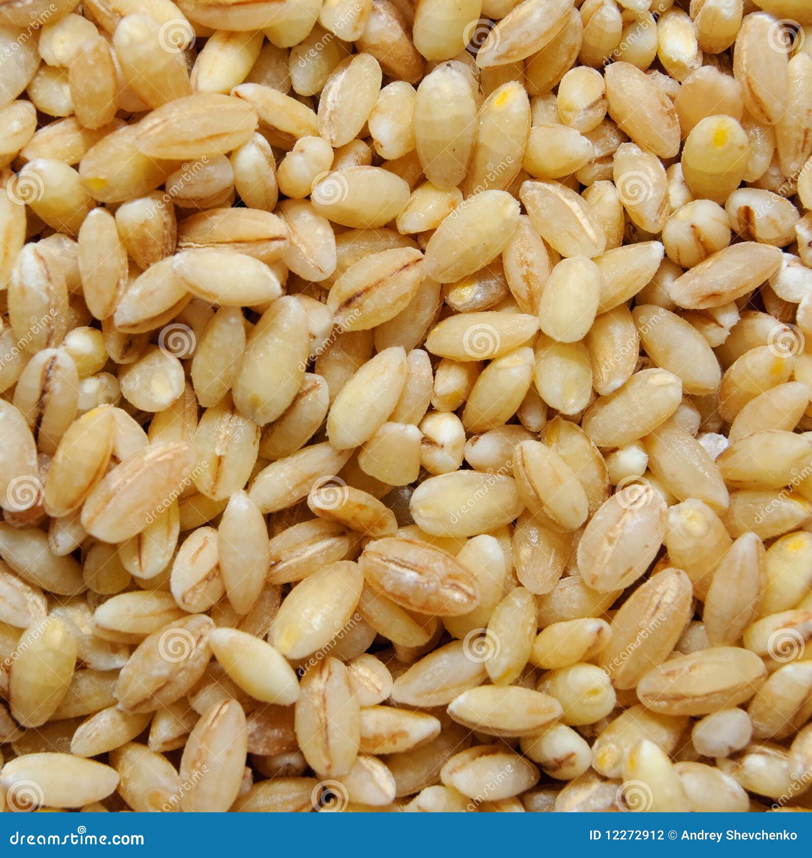 Oat grains stock photo. Image of organic, crops, purified - 12272912