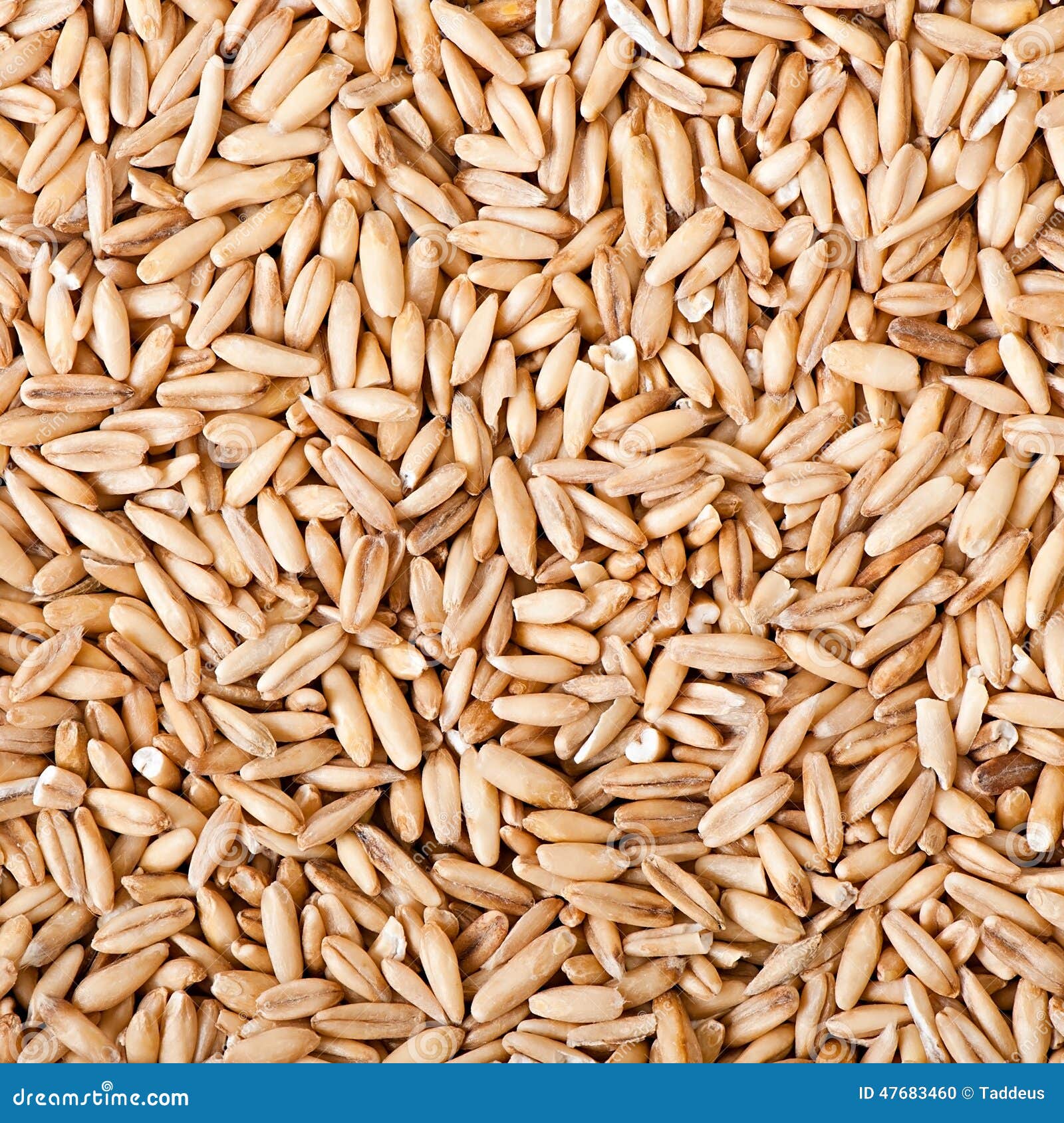 Oat grains background stock photo. Image of grains, breakfast - 47683460