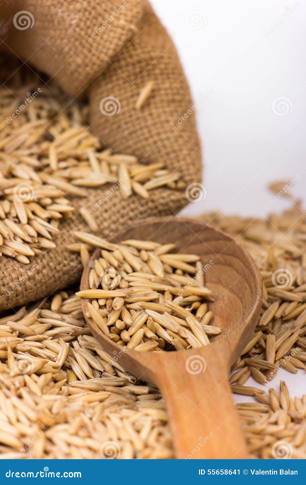 Oat Grains in a Burlap Sack Stock Image - Image of grains, cultivate ...